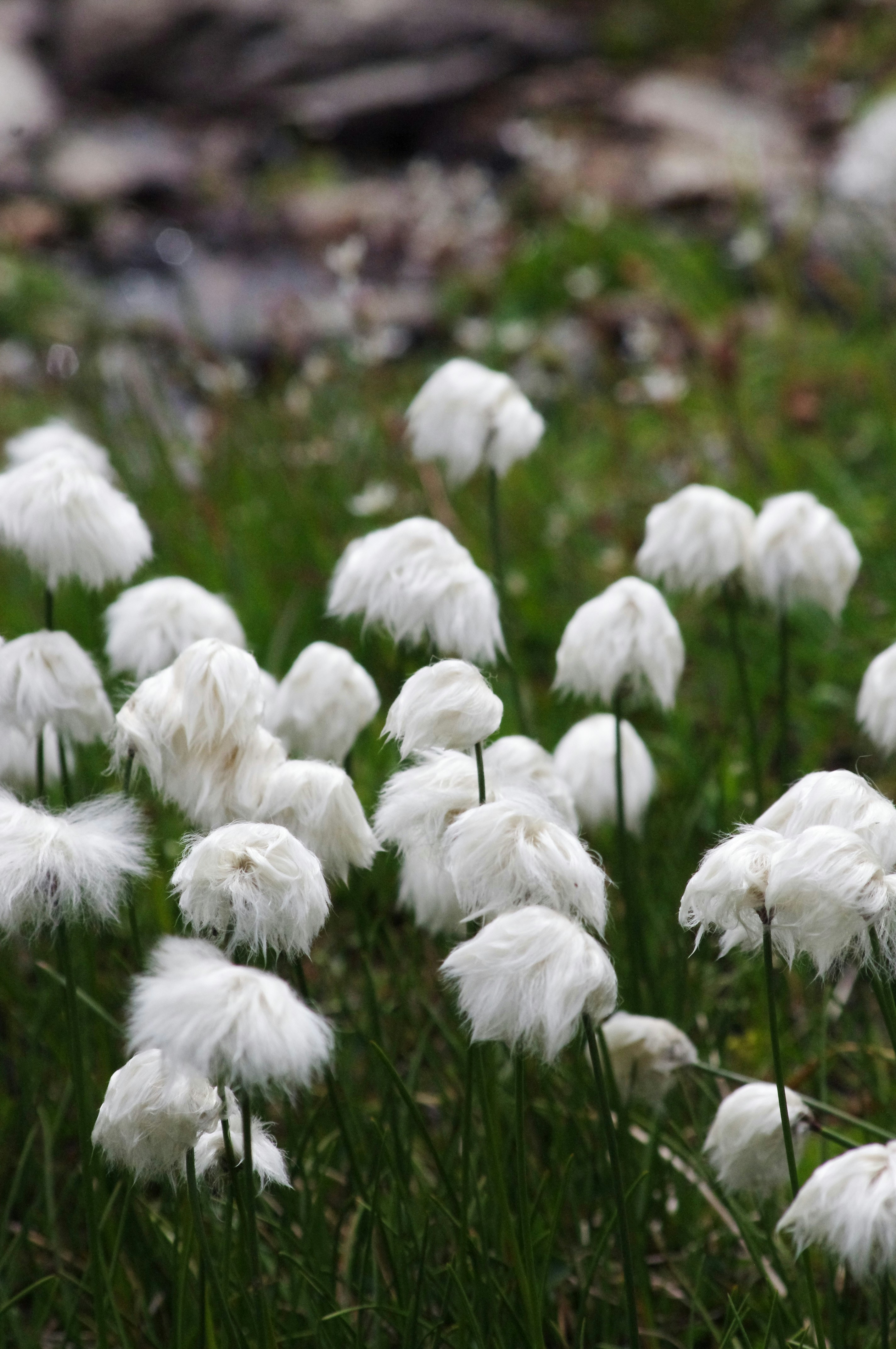 Delicate cotton grass blooms sway gently in a lush green marshland, creating a serene natural scene.