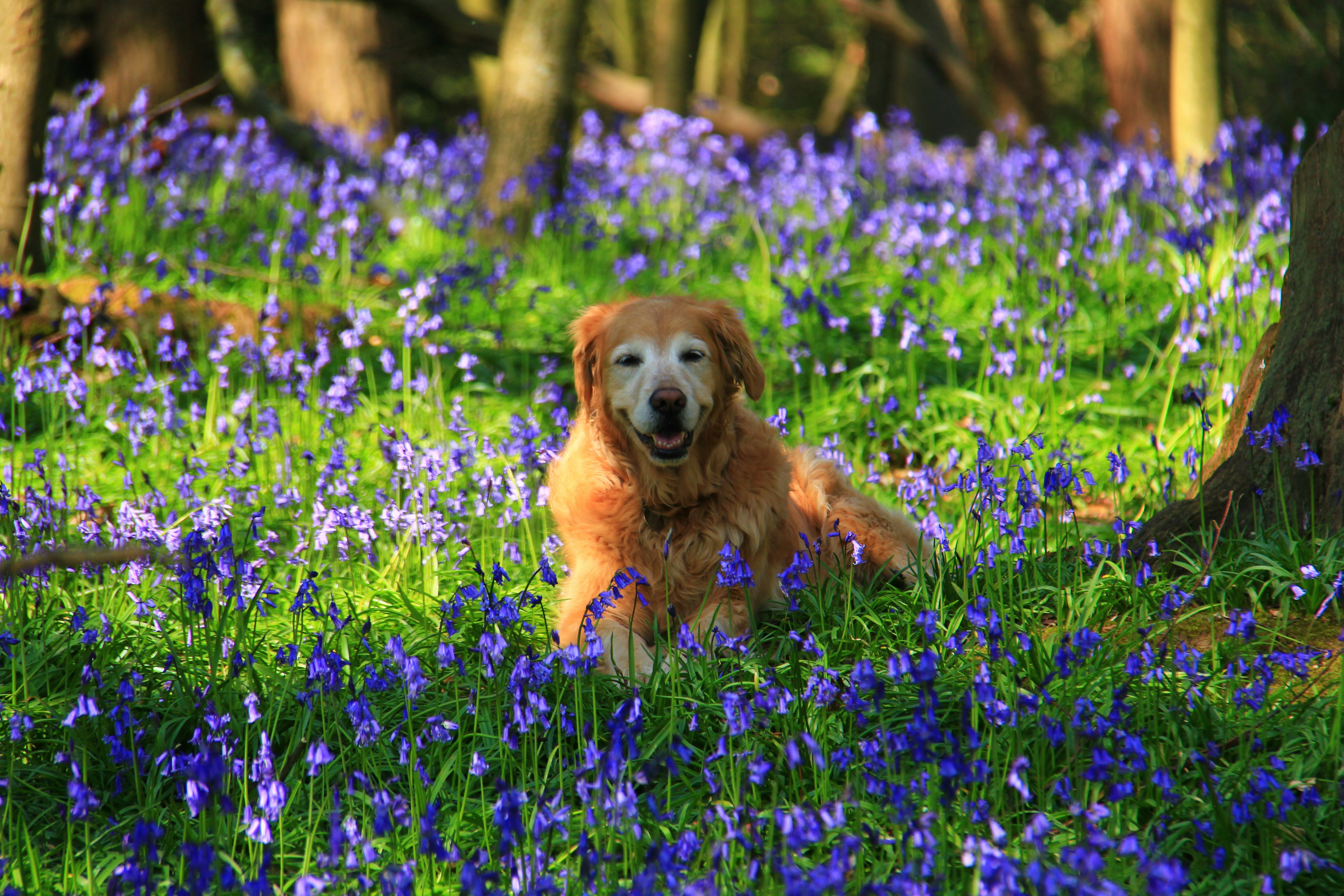 Golden retriever resting in a vibrant field of bluebells, surrounded by lush greenery in a sunlit forest.