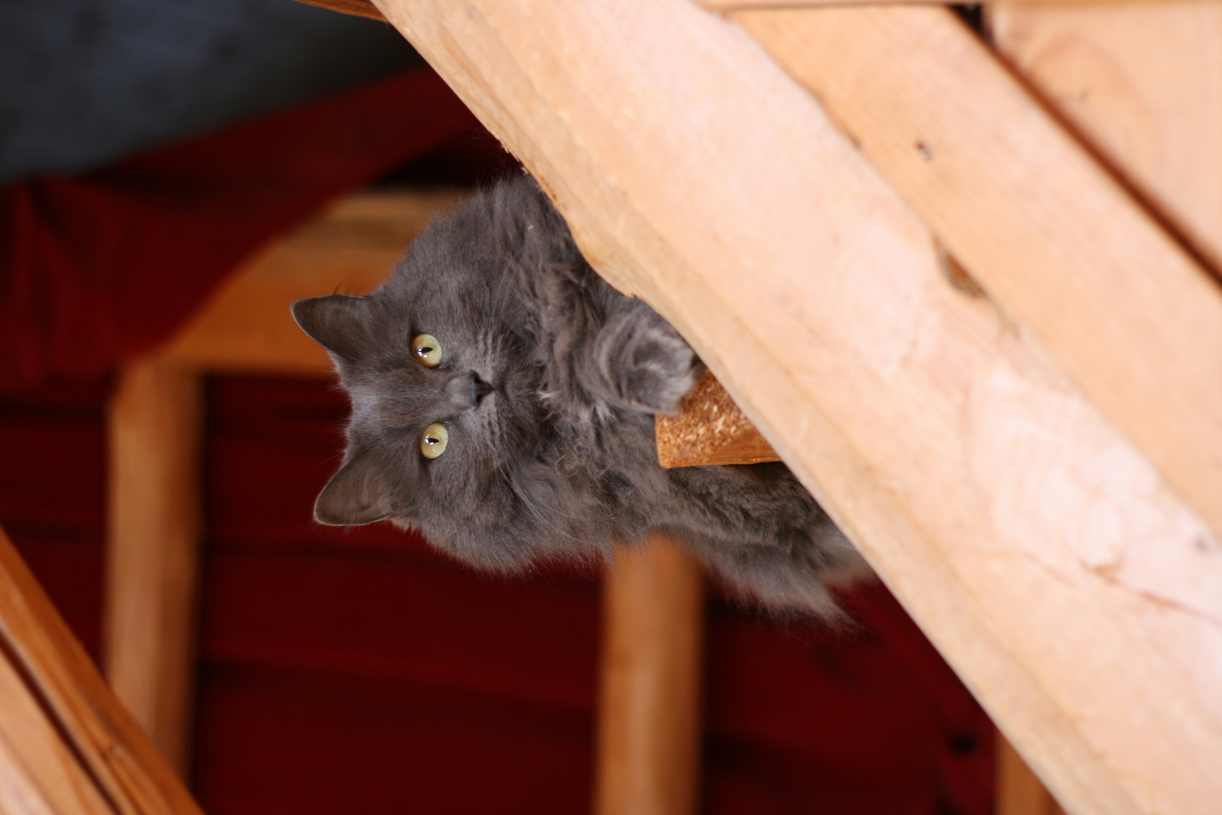 Curious Gray Cat Peeks Through a Wooden Arch