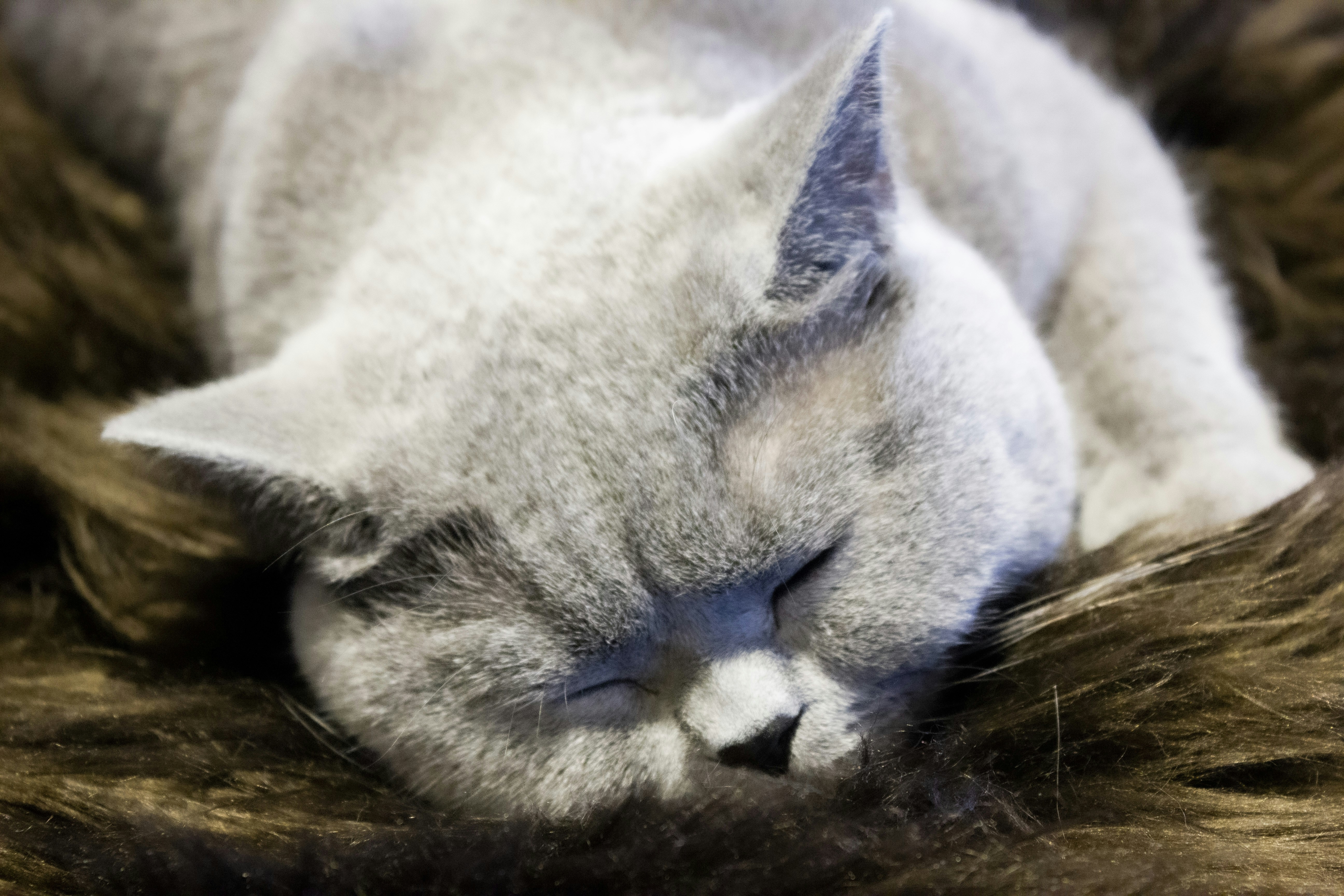 Velvet Slumber: Close-Up of a Gray Cat Resting on Dark Fur