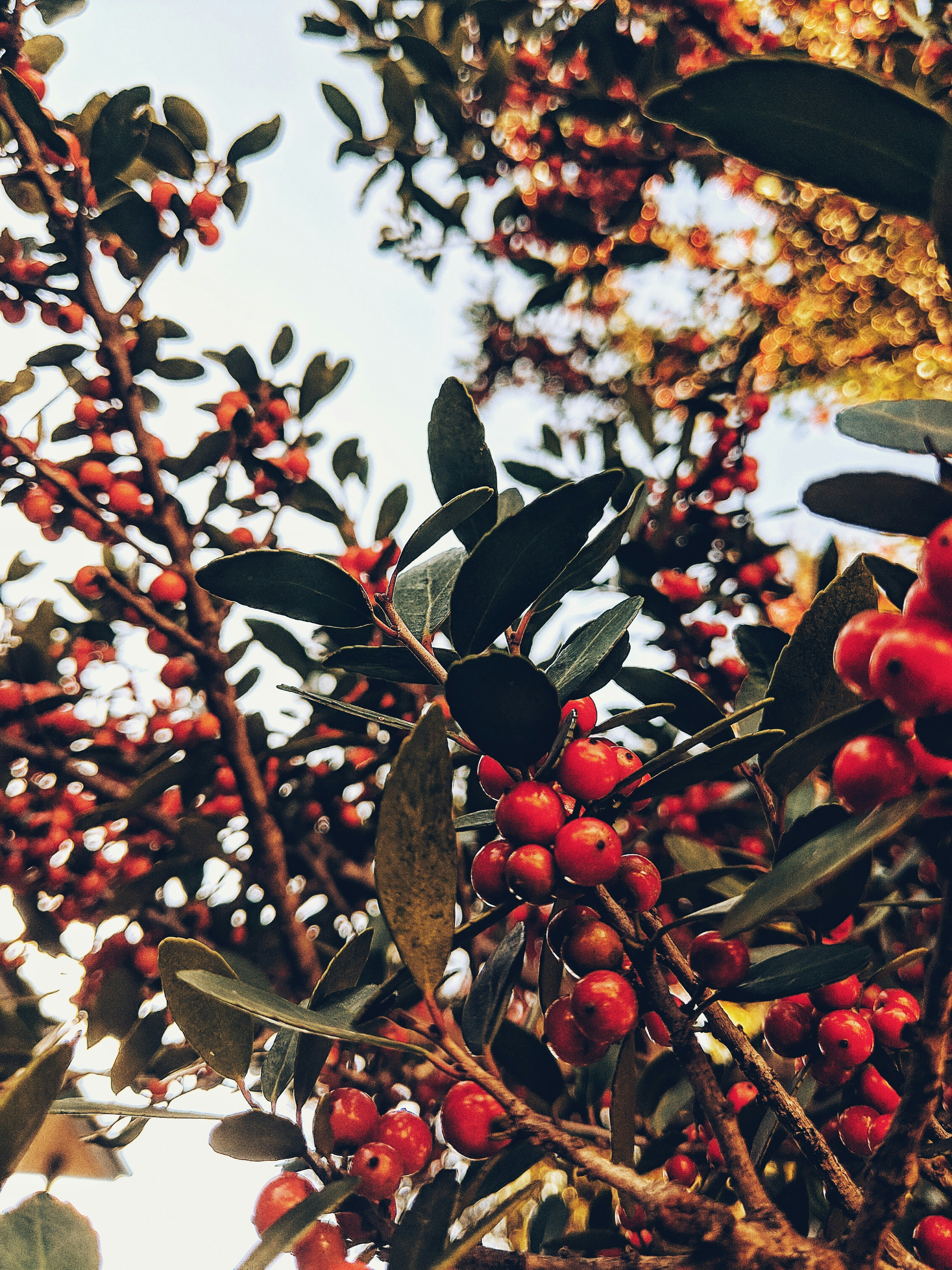Fruits rouges ronds pendant la journée photo – Photo Plante Gratuite ...