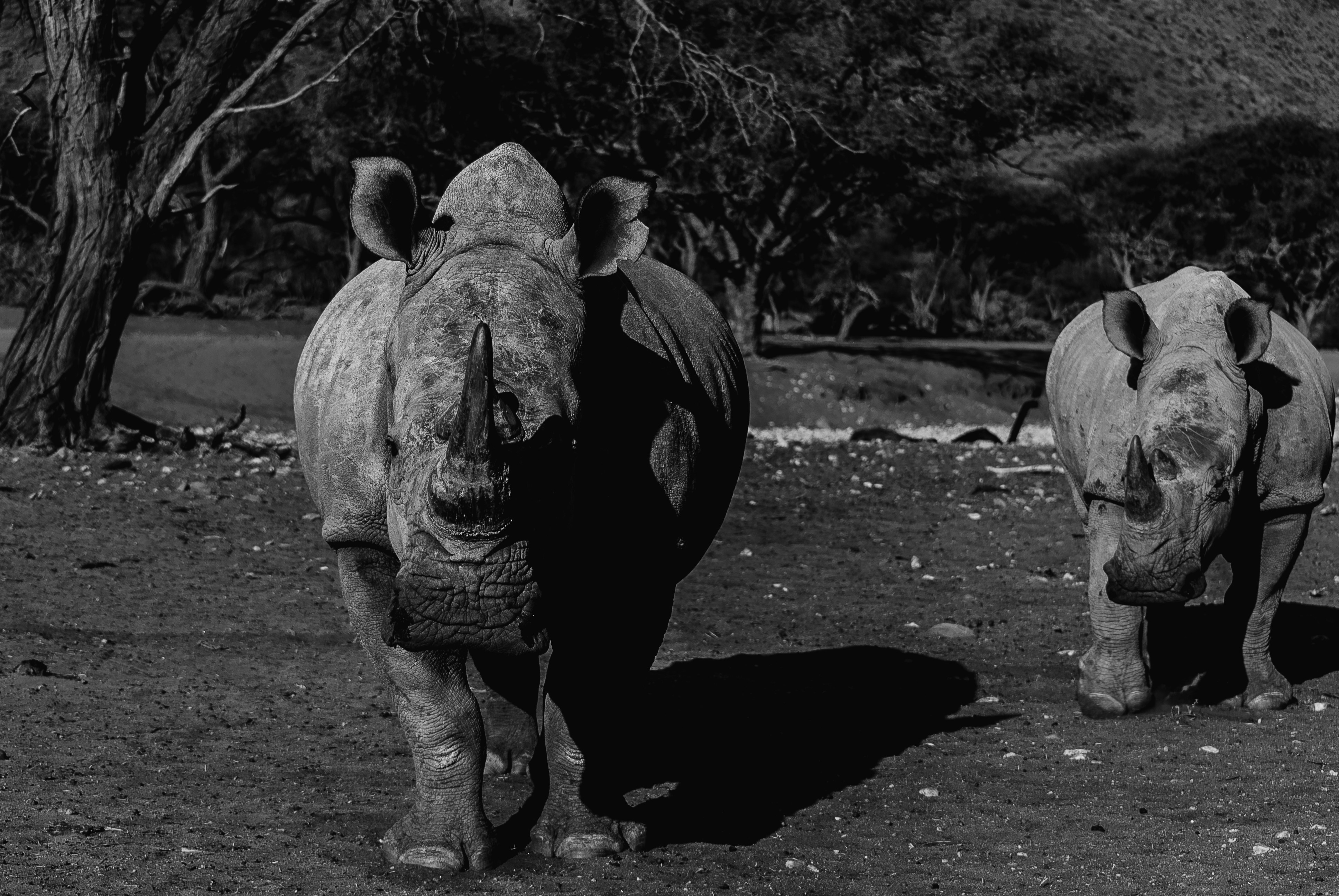 Two Rhinos March Forward: Shadowed Ground under a Quiet CanopyPeinge Nakale