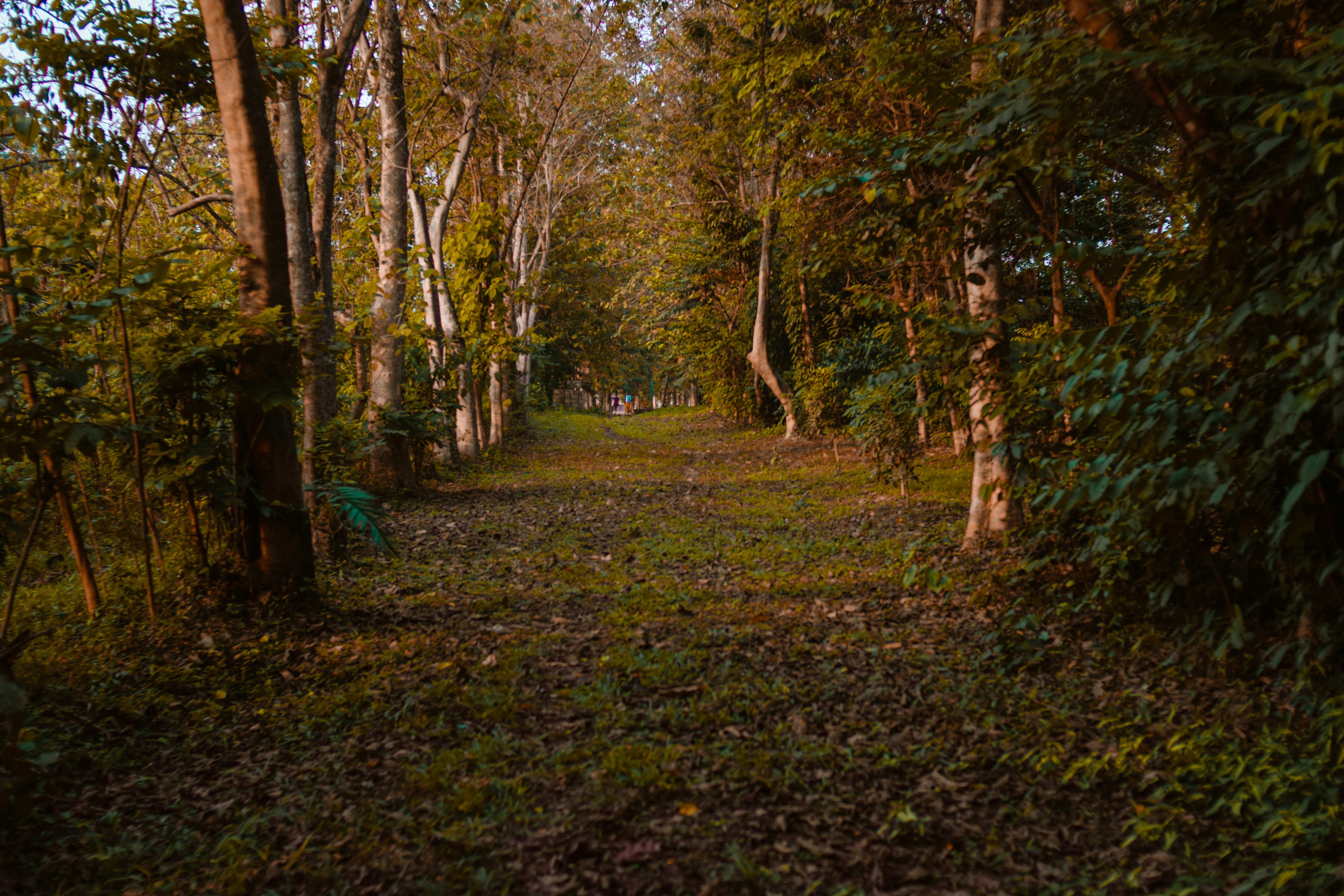 Green forest pathways photo – Free Brown Image on Unsplash