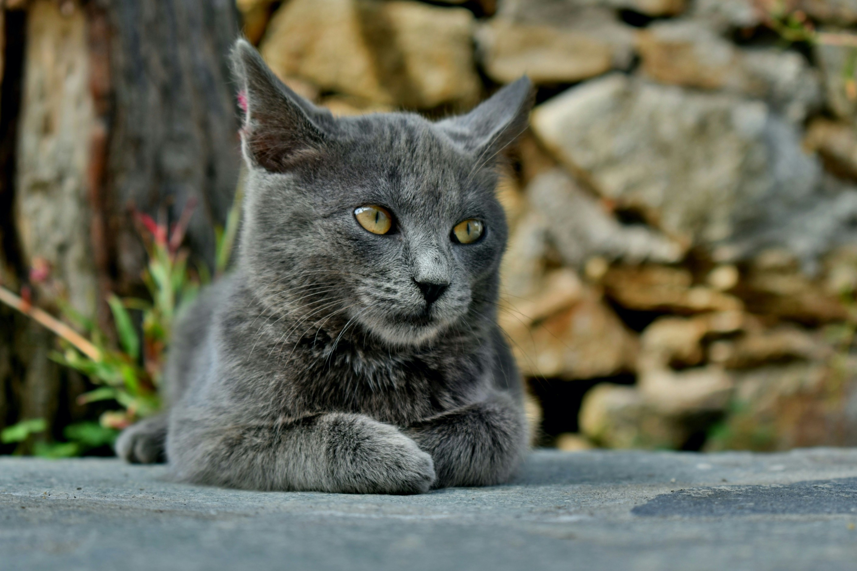 Gray Cat at Rest on a Stone Terrace