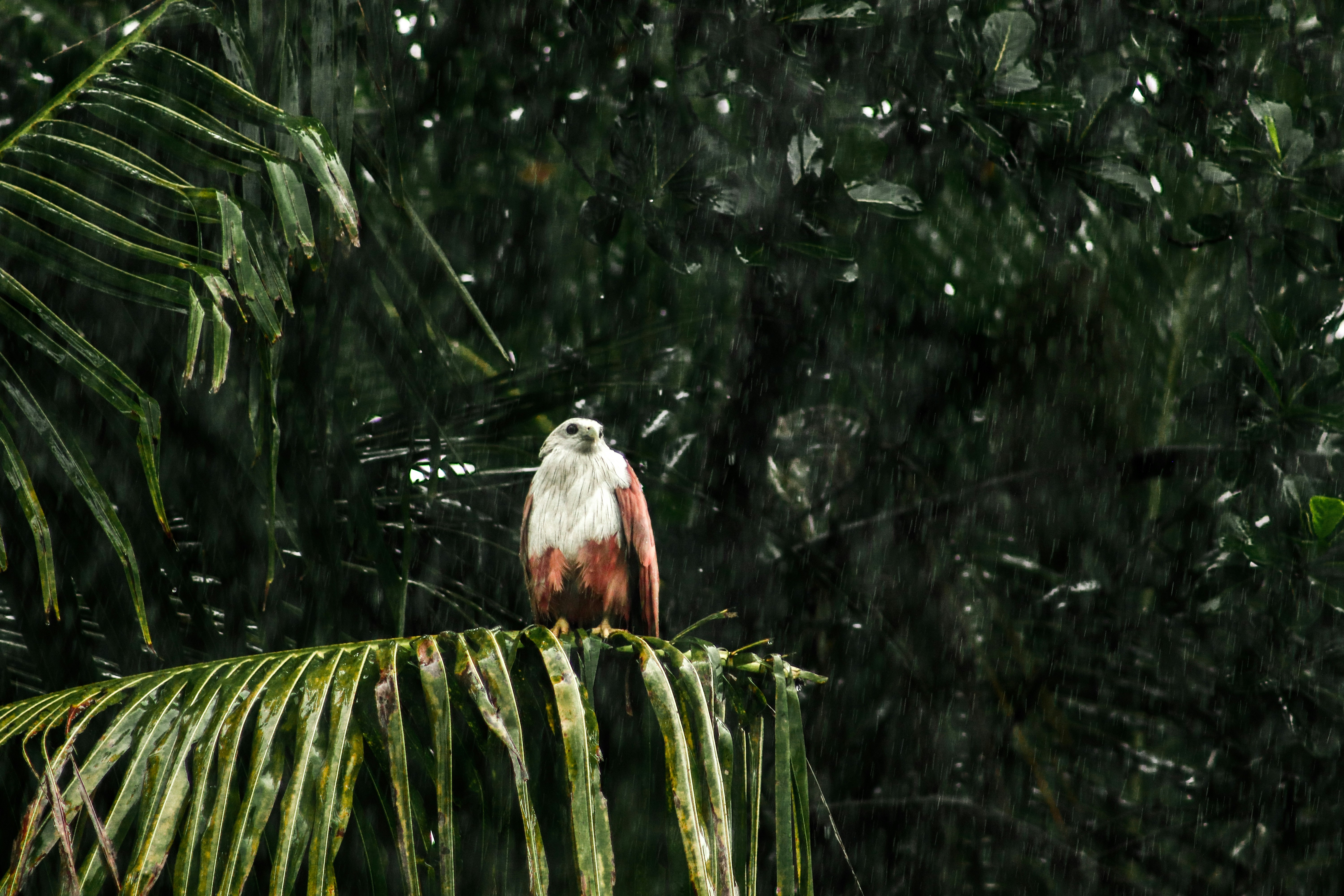 Red-bellied Kingfisher Silhouetted in Downpour