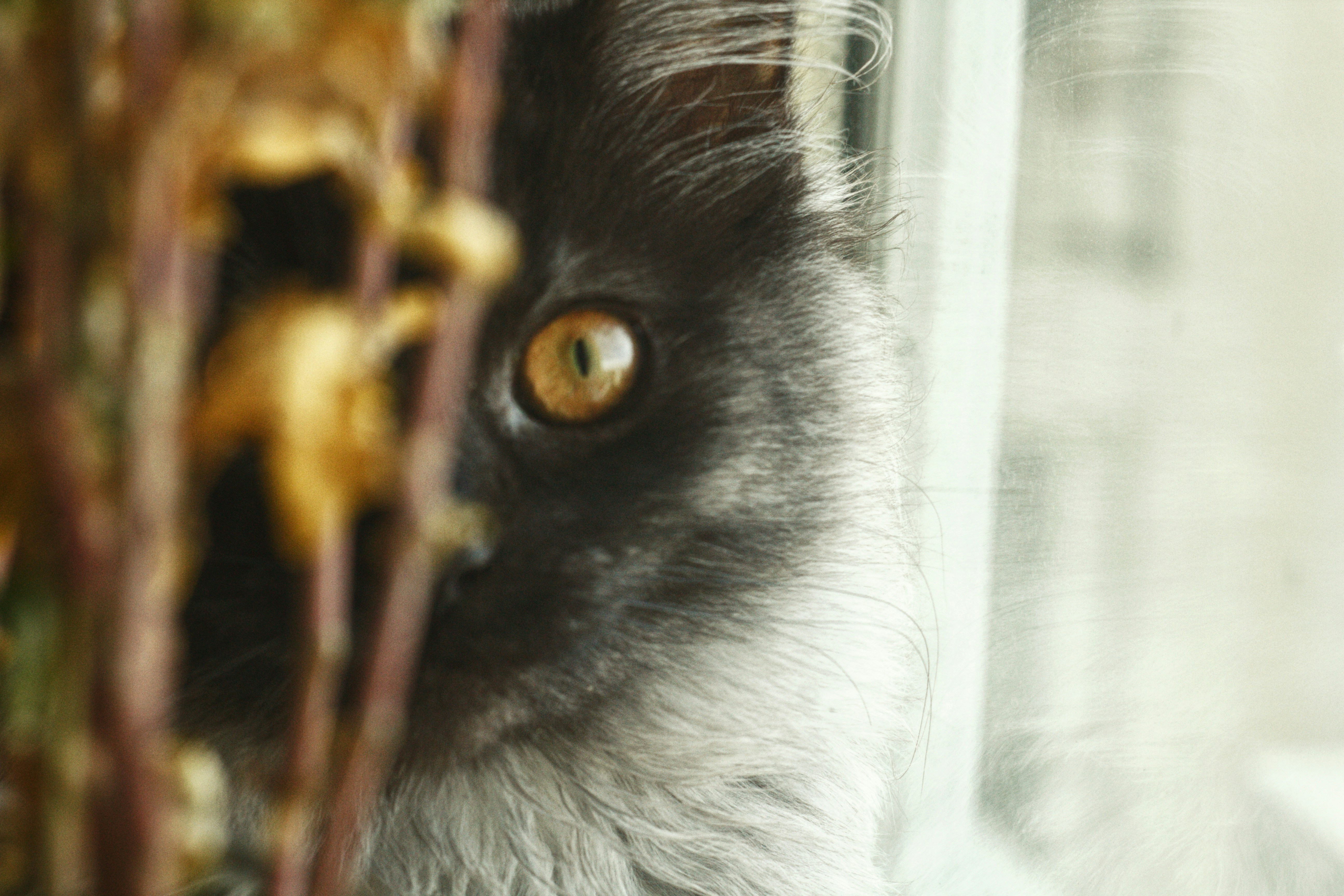 A curious cat peeks through dried branches, with its striking yellow eye capturing attention. The scene conveys a sense of intrigue and natural beauty.