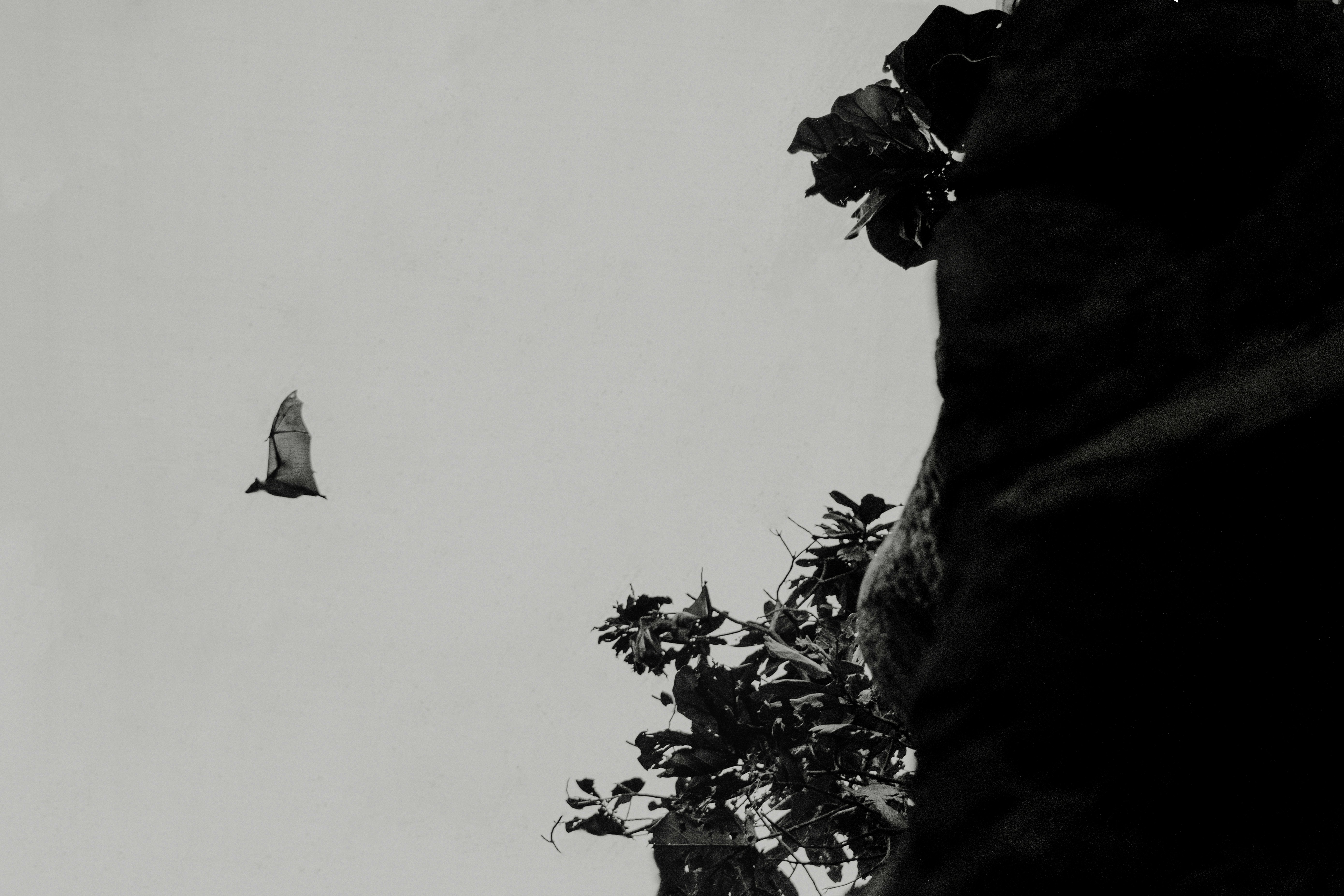 Monochrome Wingbeat at the Cliff's Edge