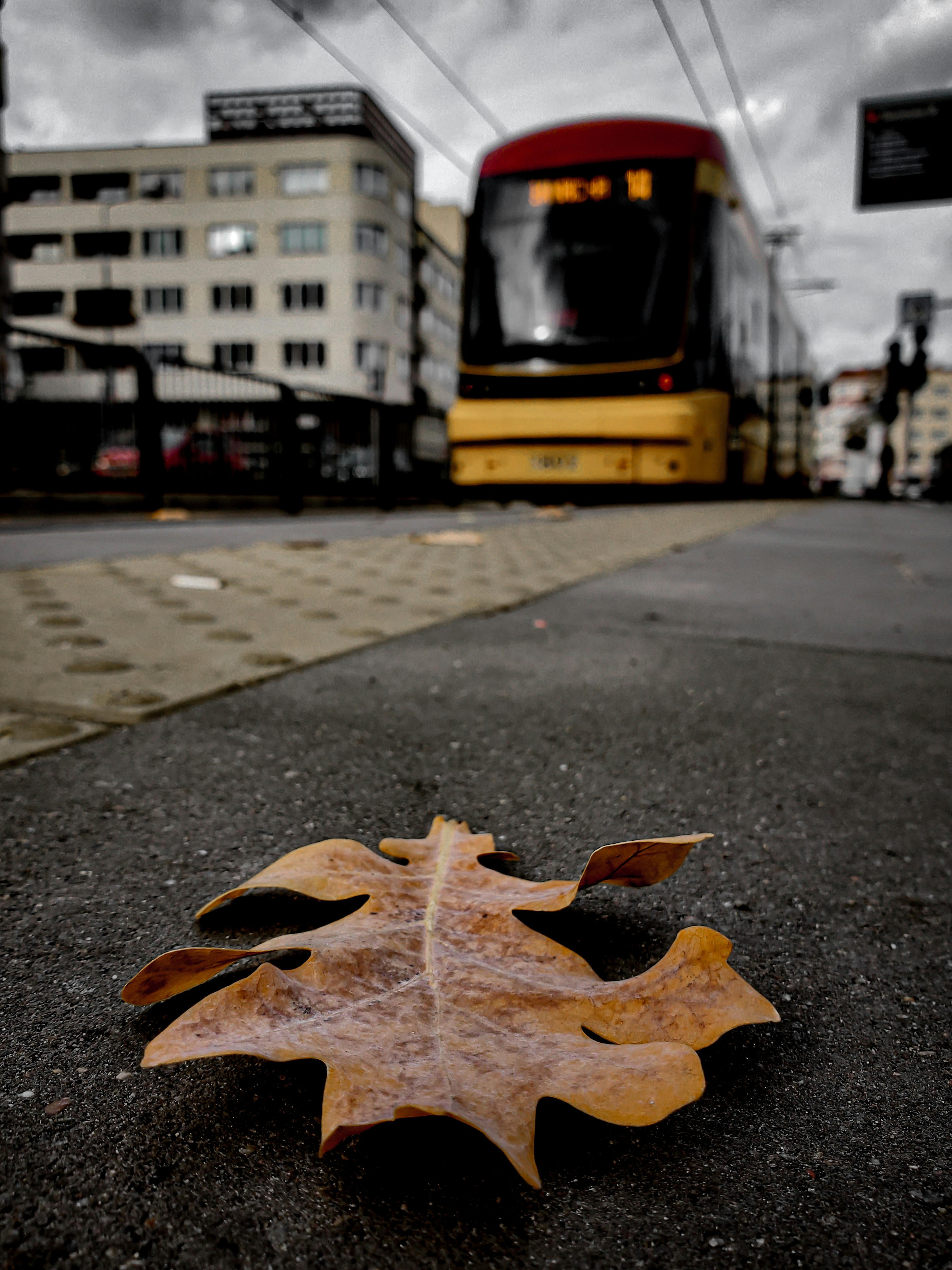 Brown oak leaf lies on textured pavement in the foreground while a yellow tram blurs by in the urban background.