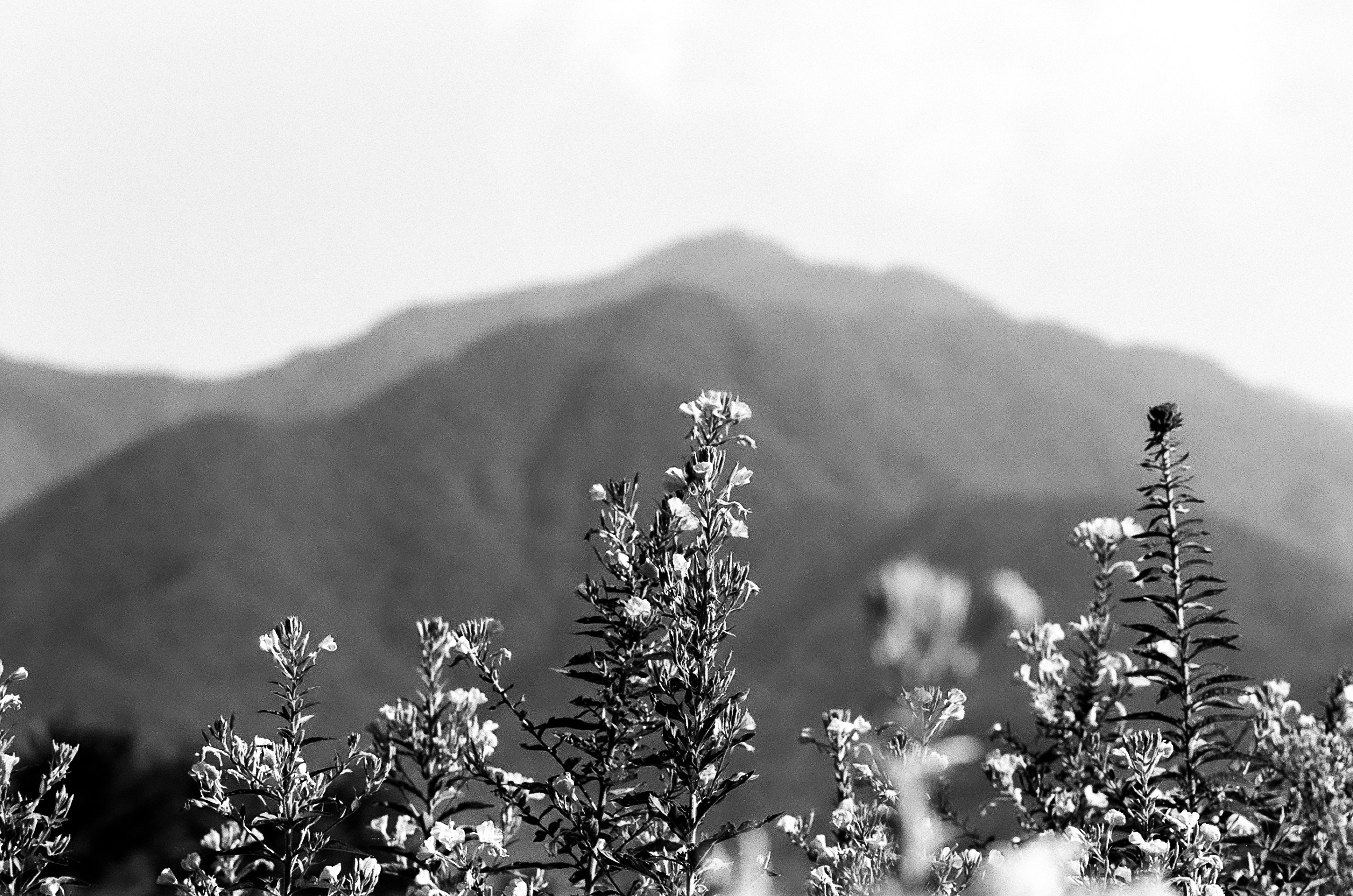 Delicate wildflowers in the foreground frame a serene mountain backdrop, highlighting the tranquility of nature's landscapes.