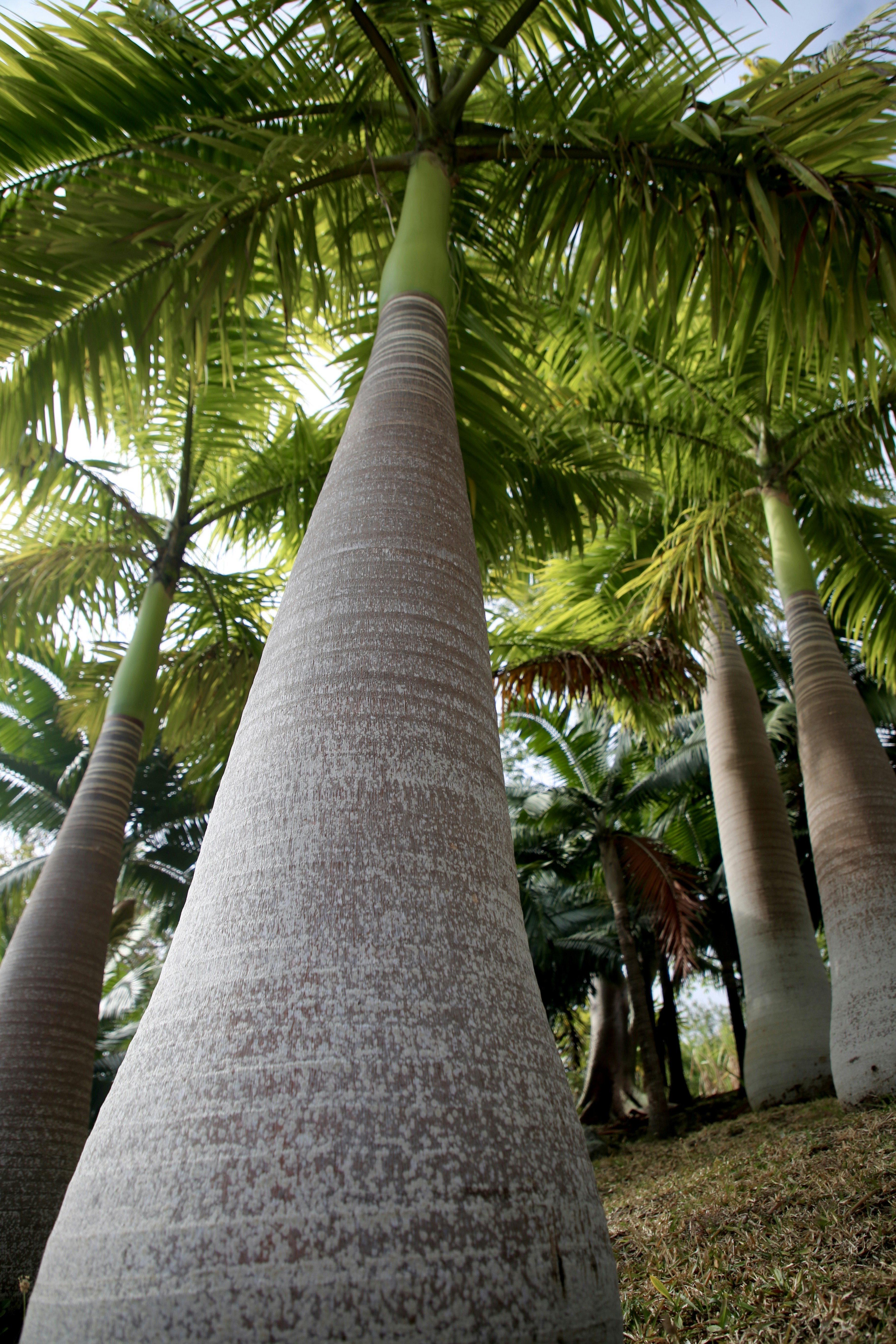 Reunion Island - Mascarin Botanic Garden