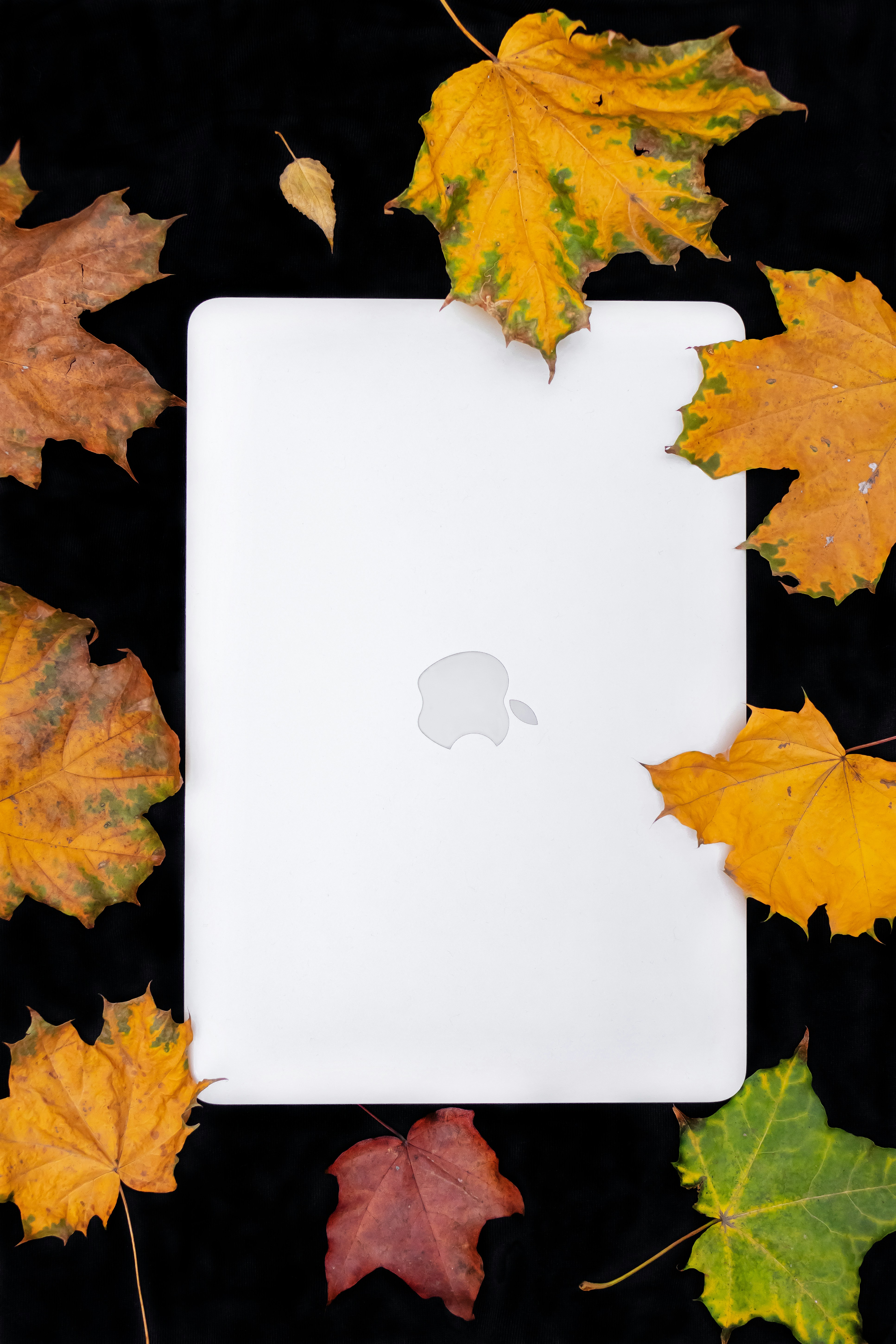 Autumn Halo: White MacBook Nestled Among Golden Leaves