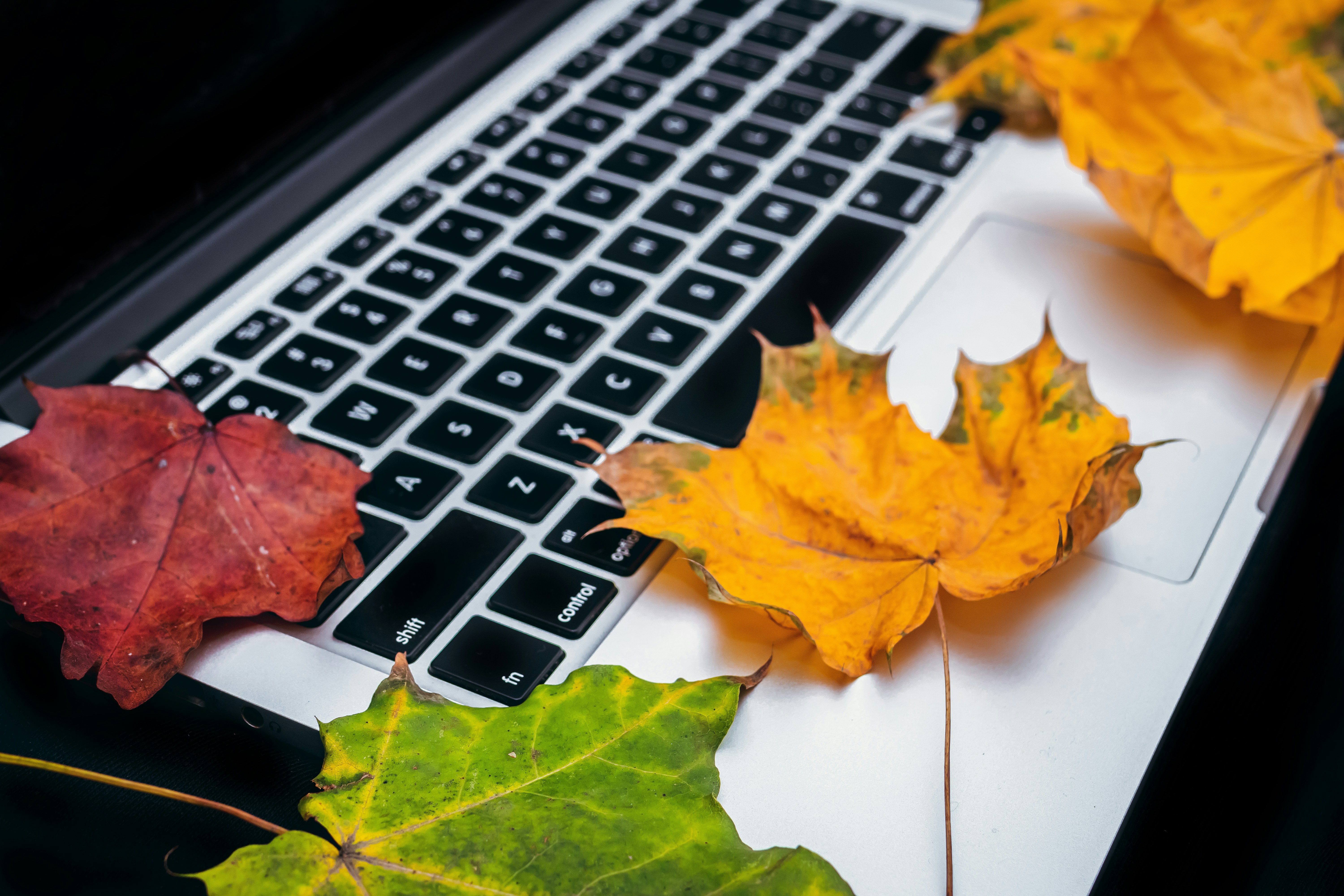 Leaves on a Laptop: Fall Colors Framing a Quiet Keyboard