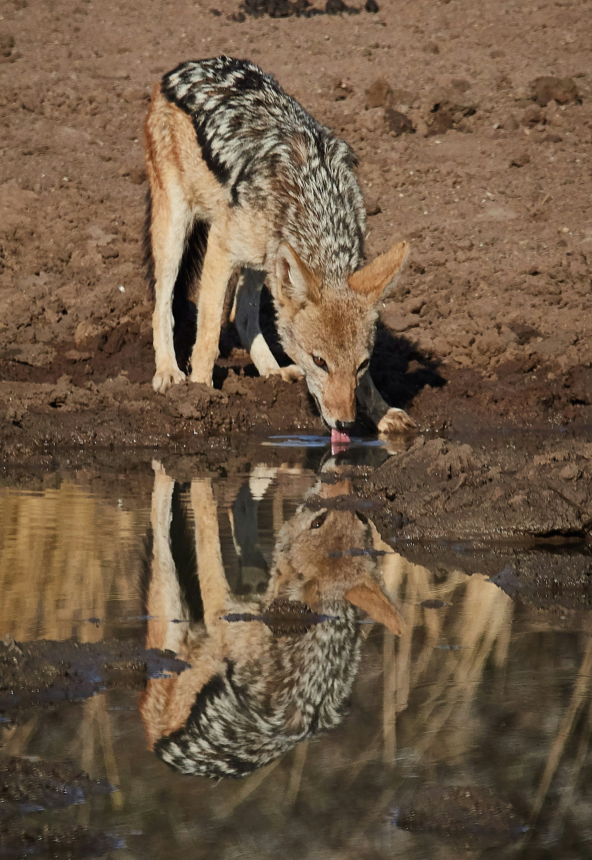Brown and black 4-legged animal drinking water during daytime photo ...
