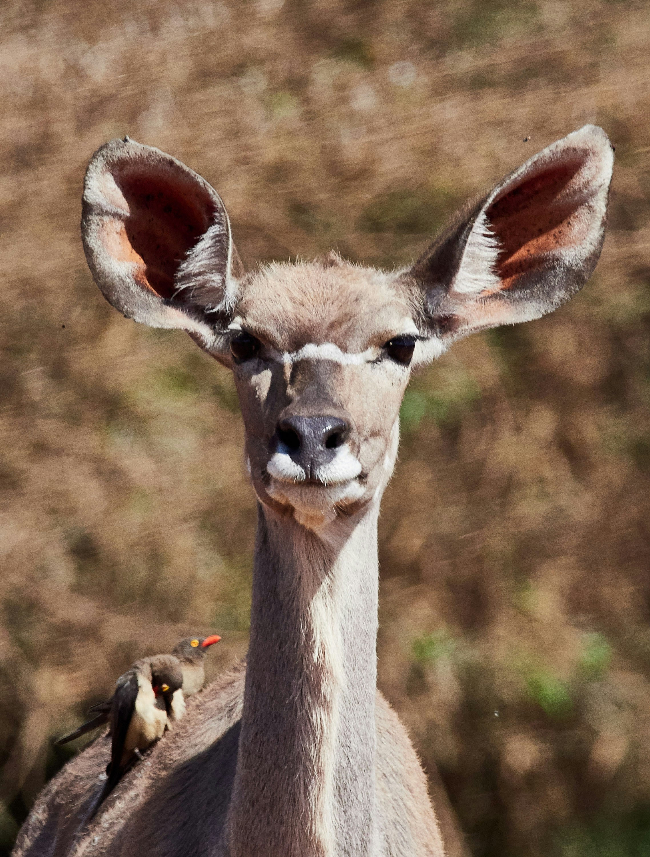 Gaze of the Giraffe: A Quiet Moment with a Bird on Broad Shoulders