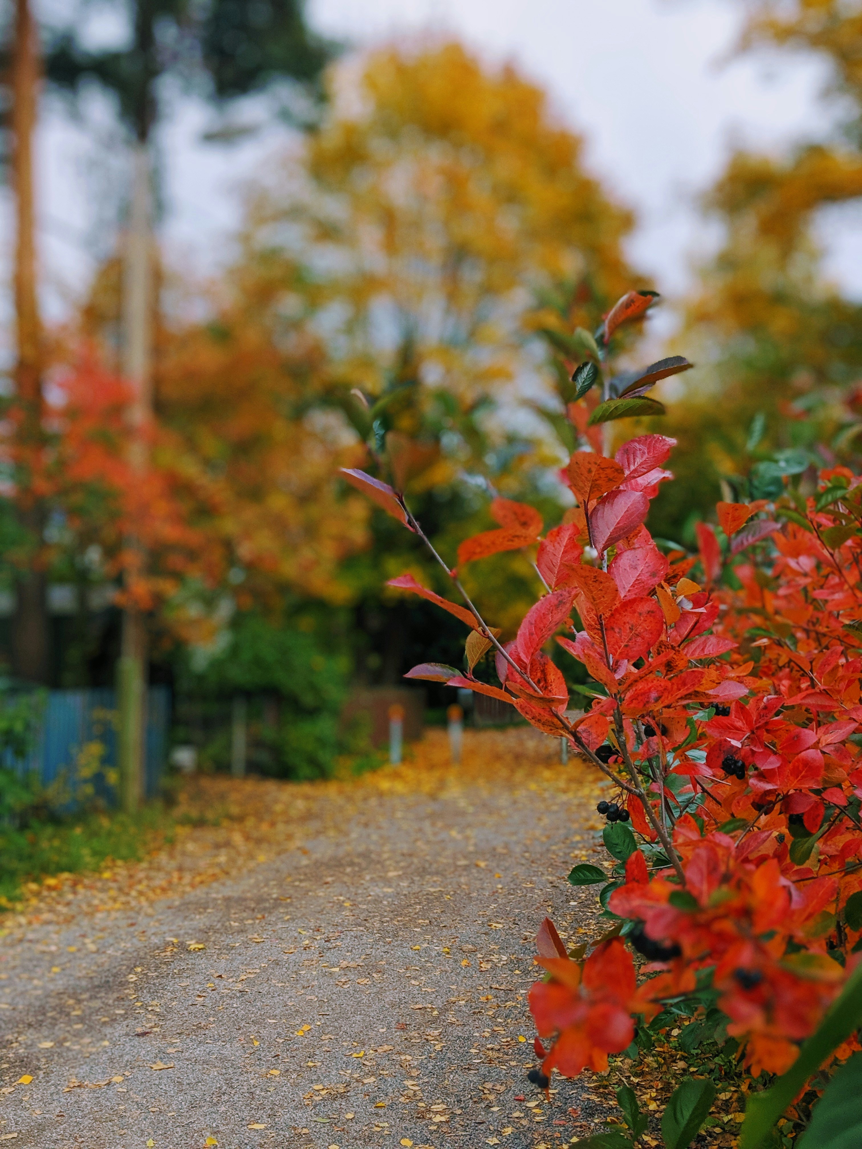 Crimson Verge Along a Quiet Autumn Path