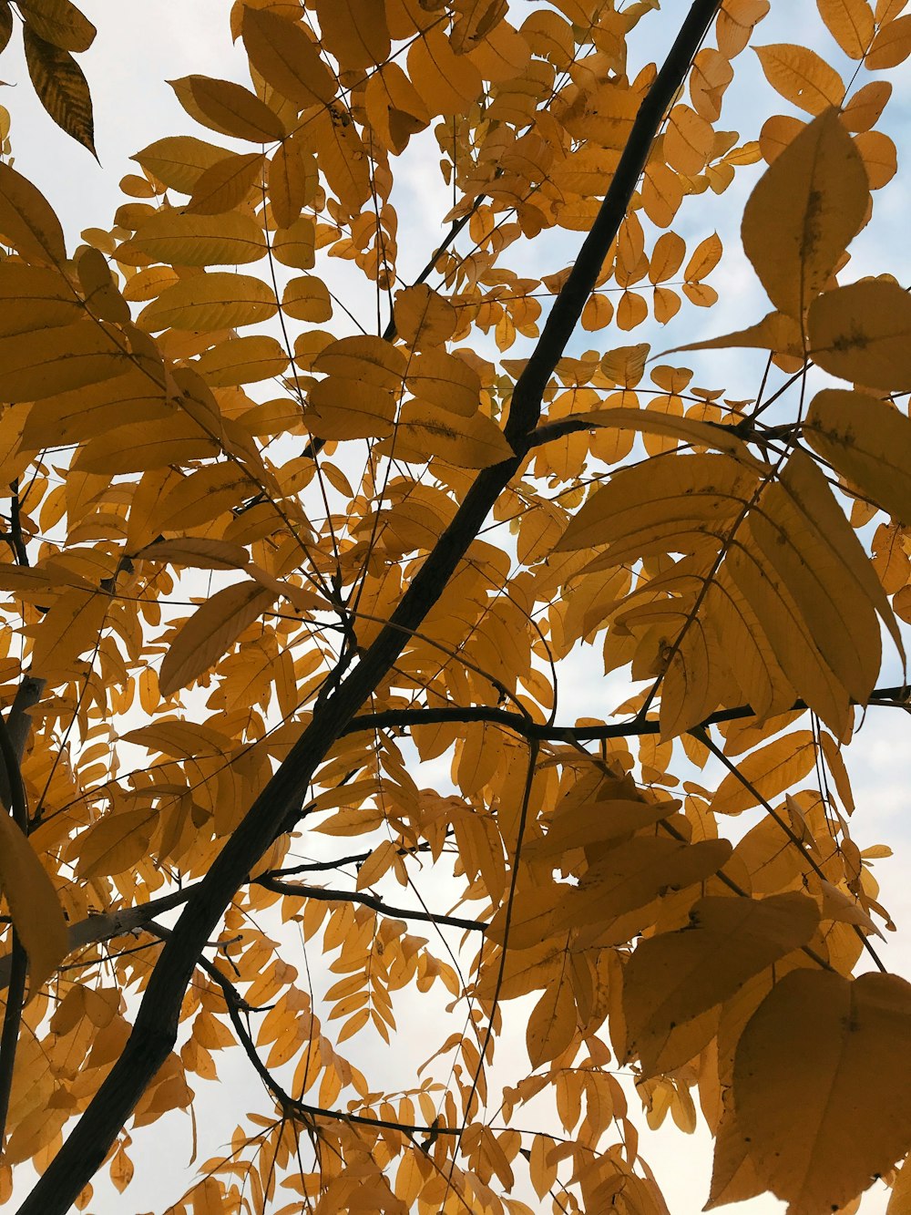 Foto Árboles de color amarillo verdoso – Imagen Marrón gratis en Unsplash Foto Árboles de color amarillo verdoso – Imagen Marrón gratis en Unsplash