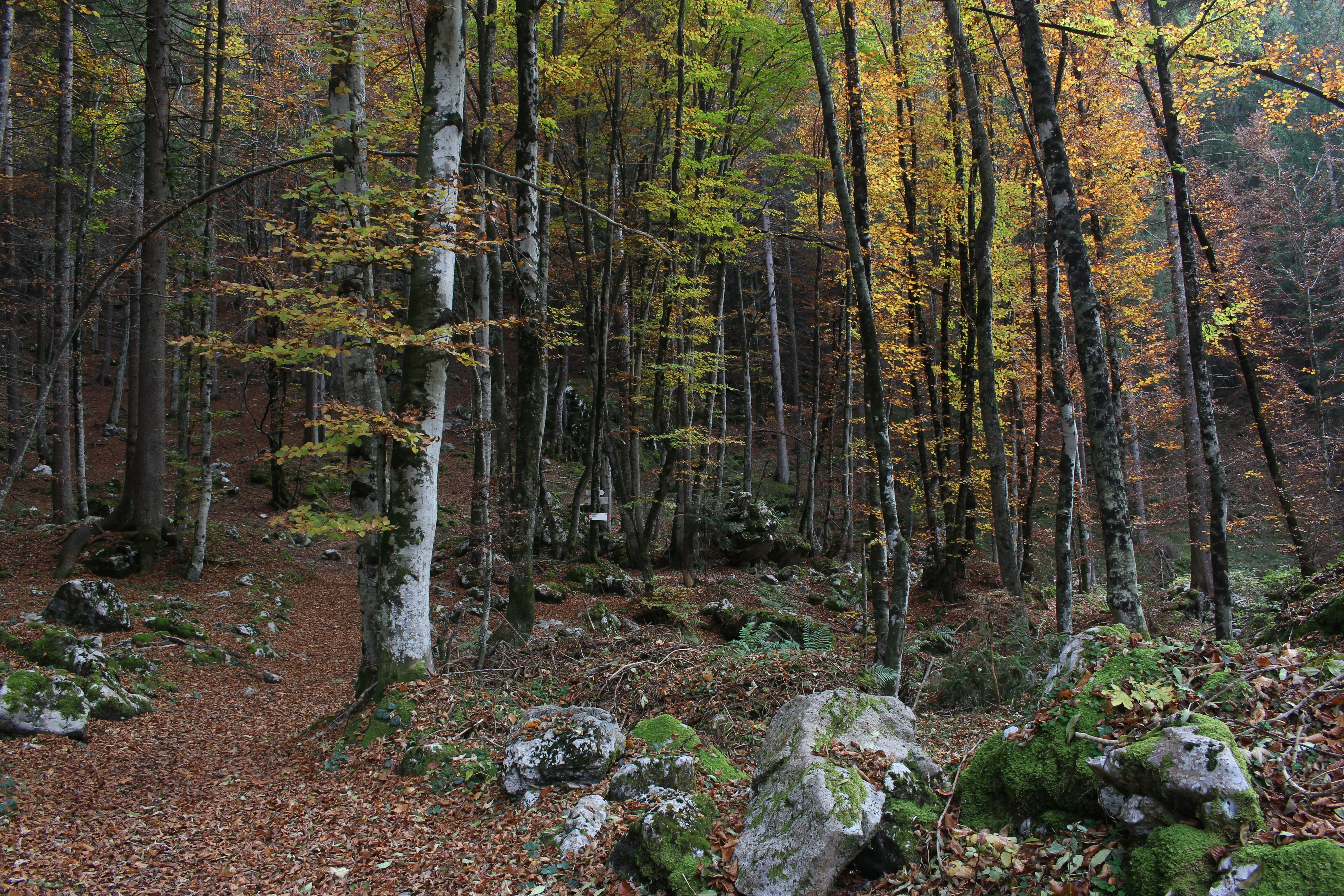 Autumn Whisper in Valzurio Woods