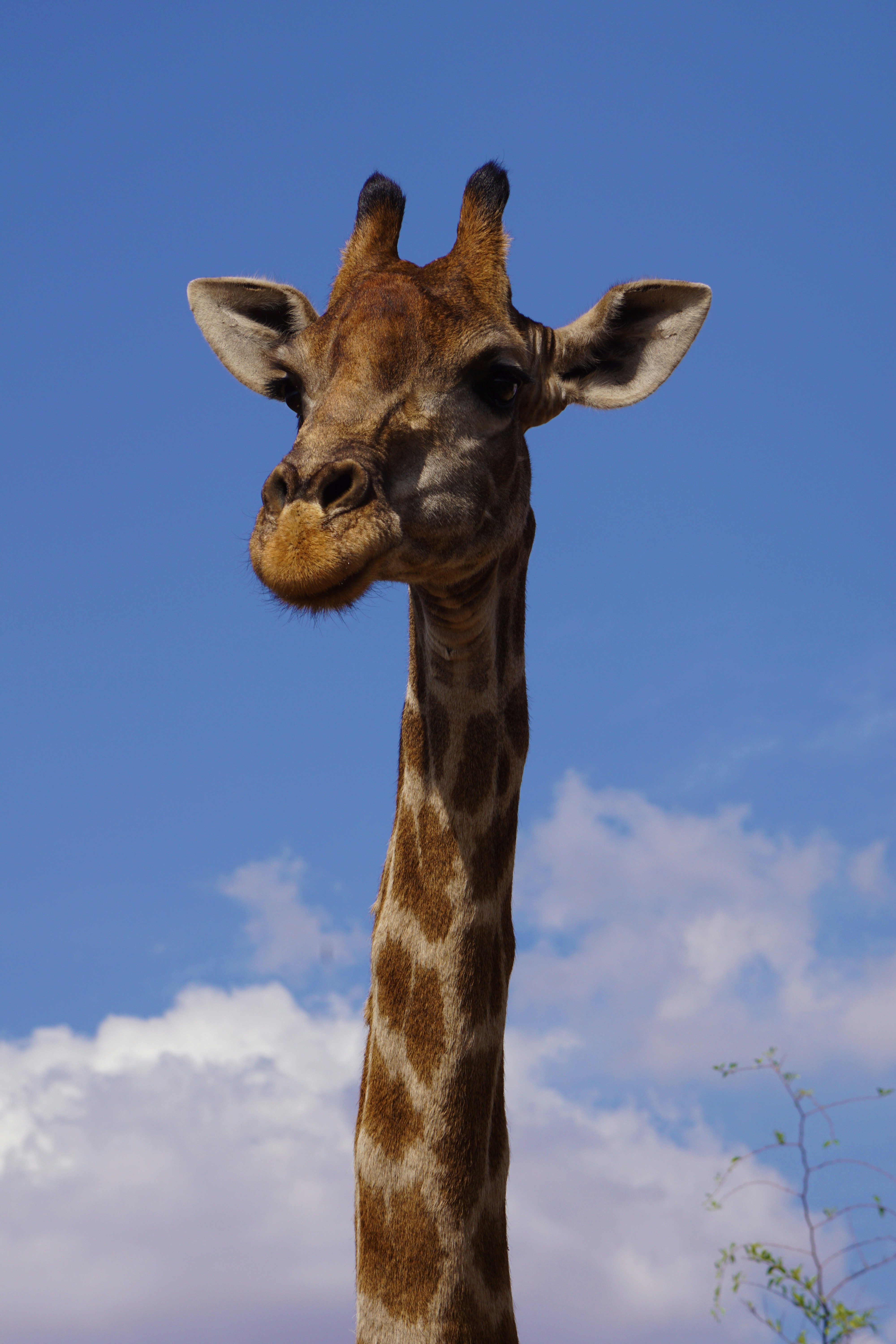 A close-up view of a giraffe's head with intricate patterns on its neck, set against a bright blue sky with soft clouds.