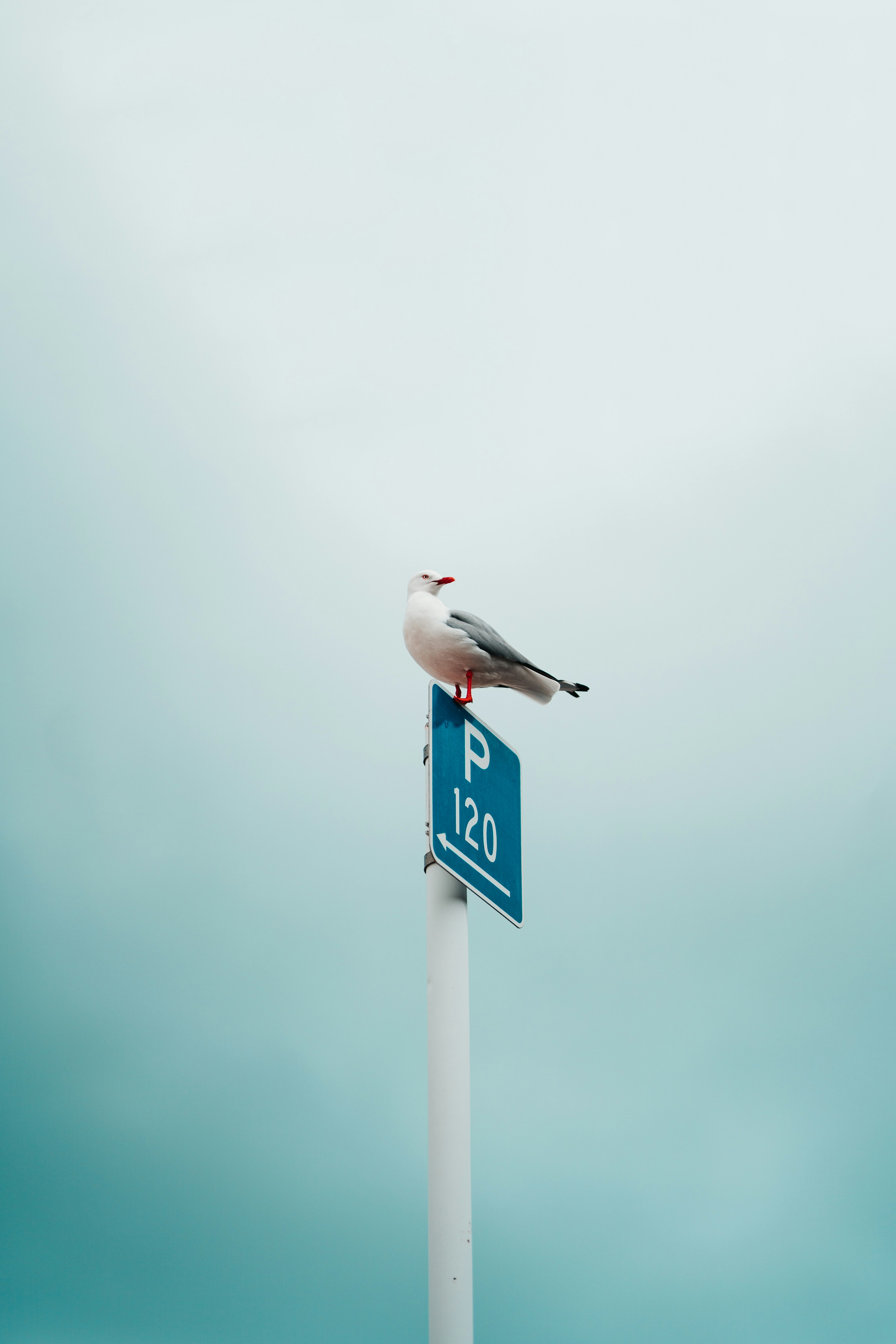 A seagull perched atop a blue parking sign against a muted sky, highlighting the contrast between nature and urban life.