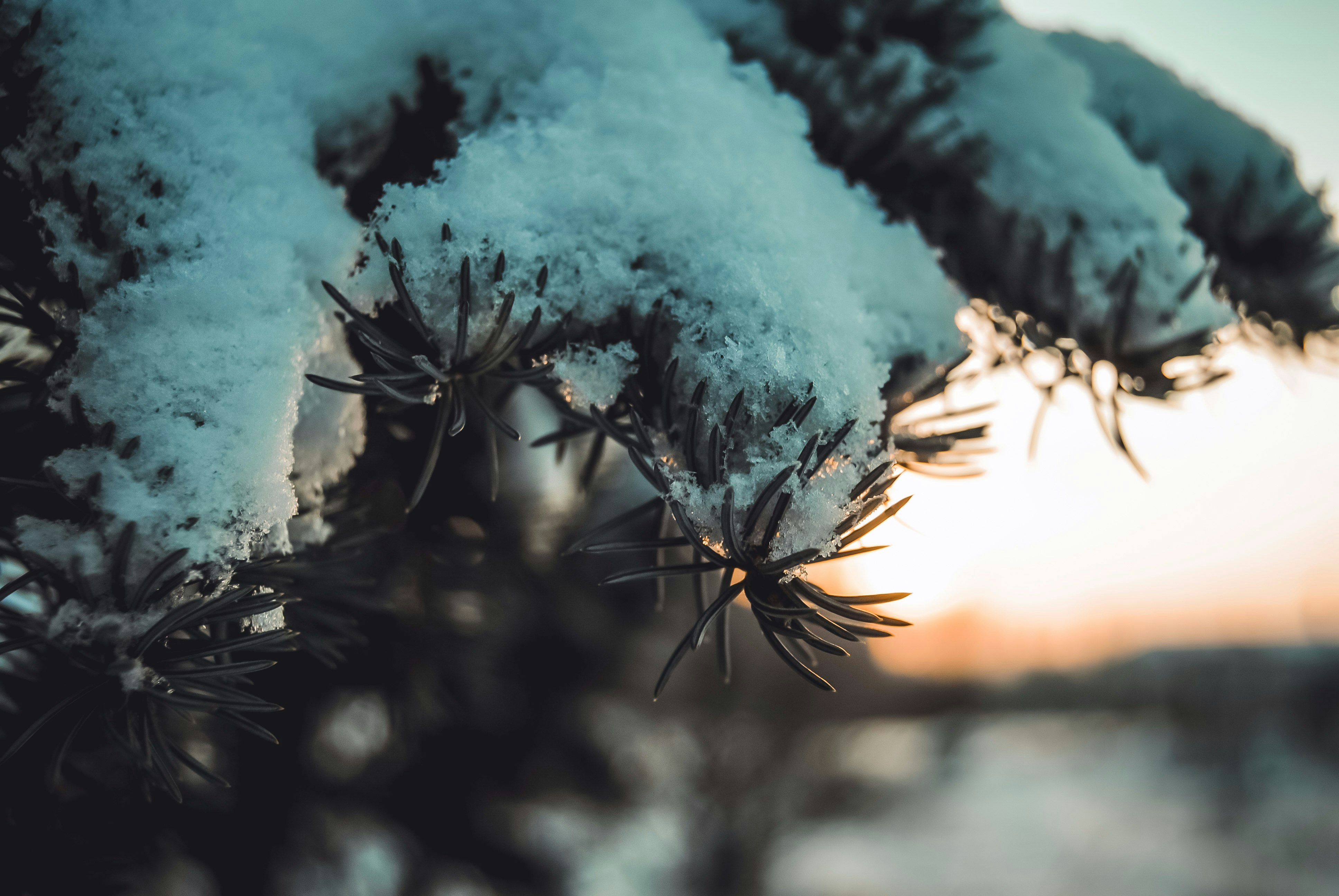 Snow covered trees photo – Free Ice Image on Unsplash