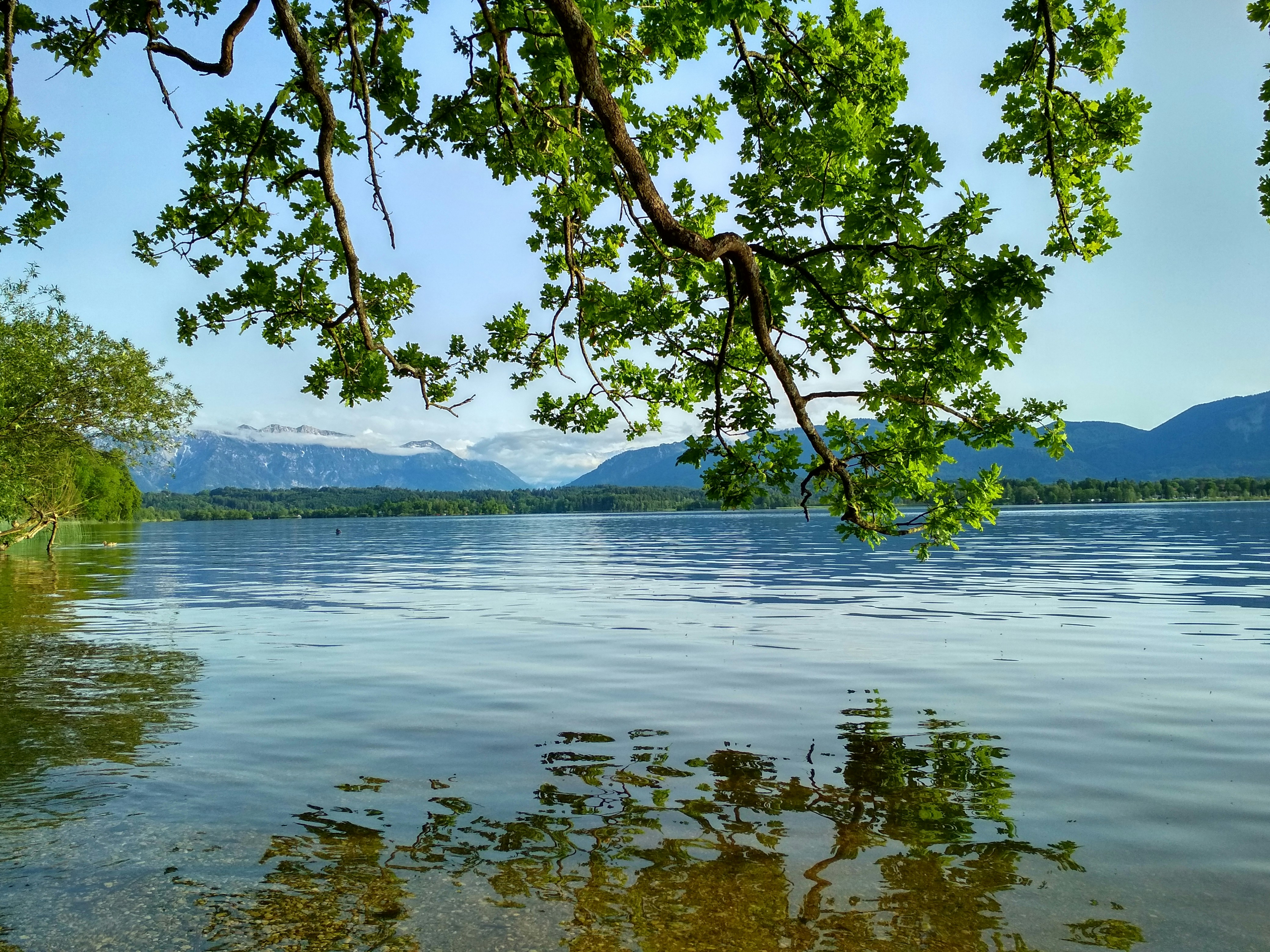 Overhanging Shade over a Serene Lakescape