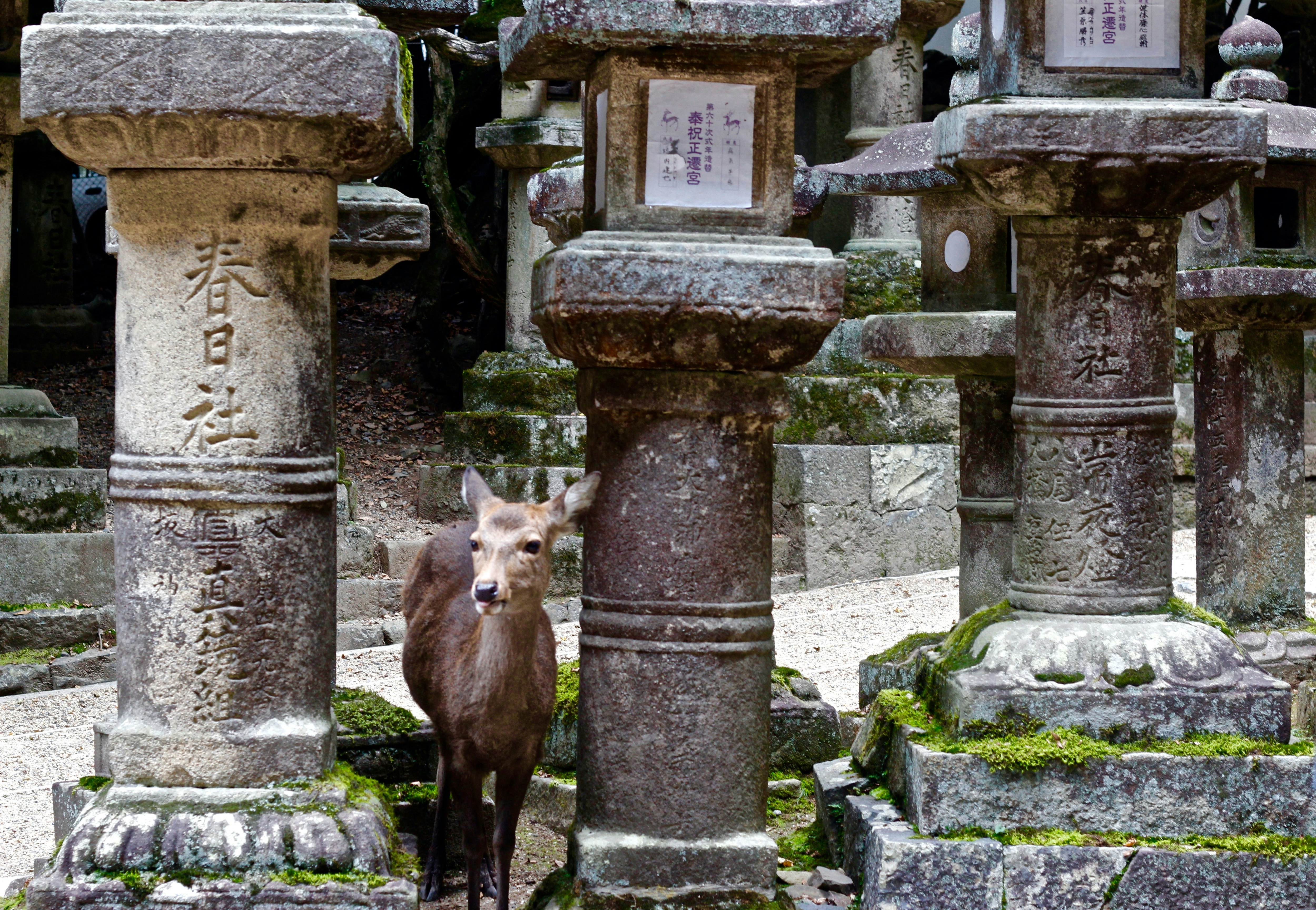 A gentle deer stands between moss-covered stone lanterns adorned with inscriptions, embodying the serene coexistence of wildlife and heritage.