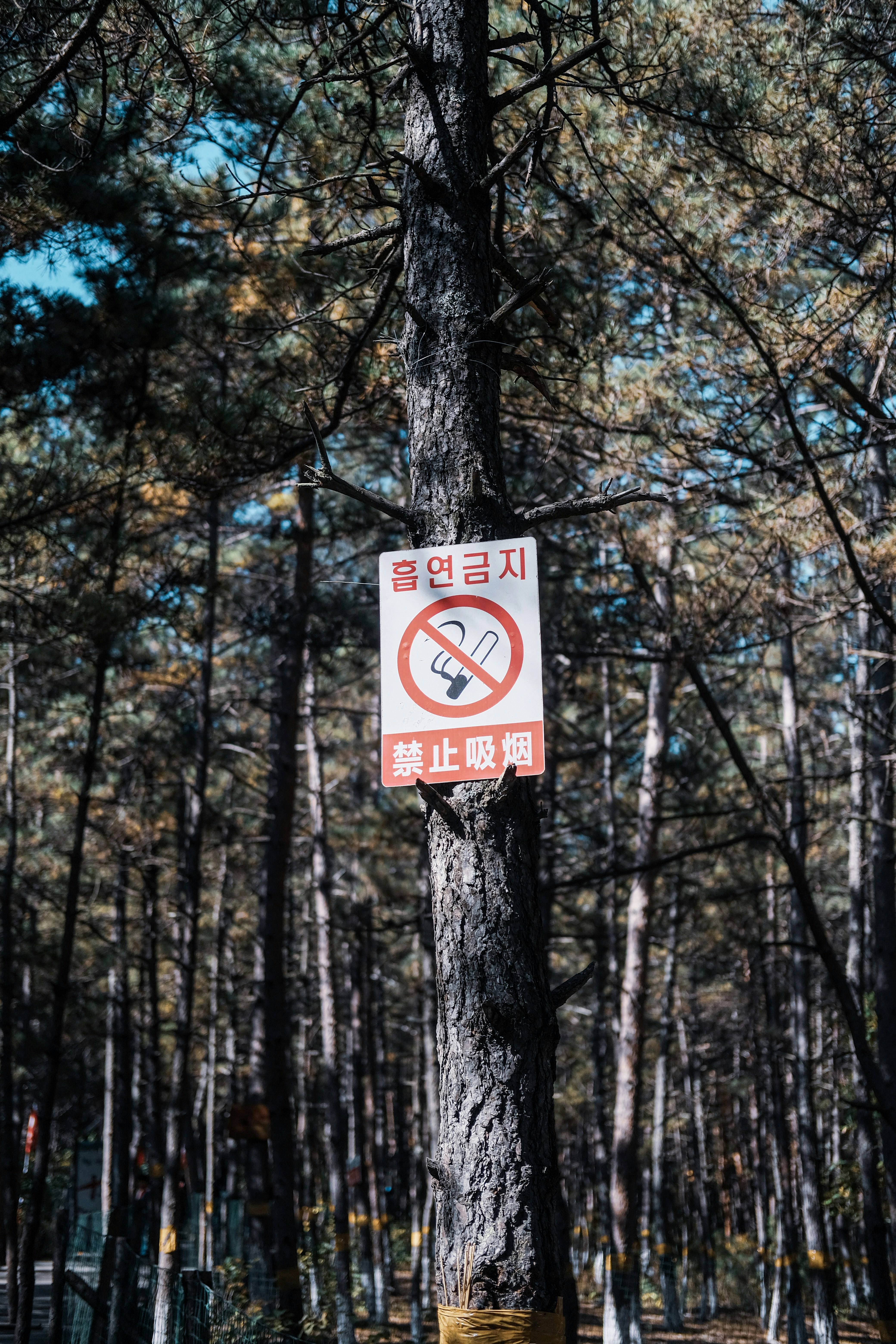 Signage on tree at daytime photo – Free Symbol Image on Unsplash