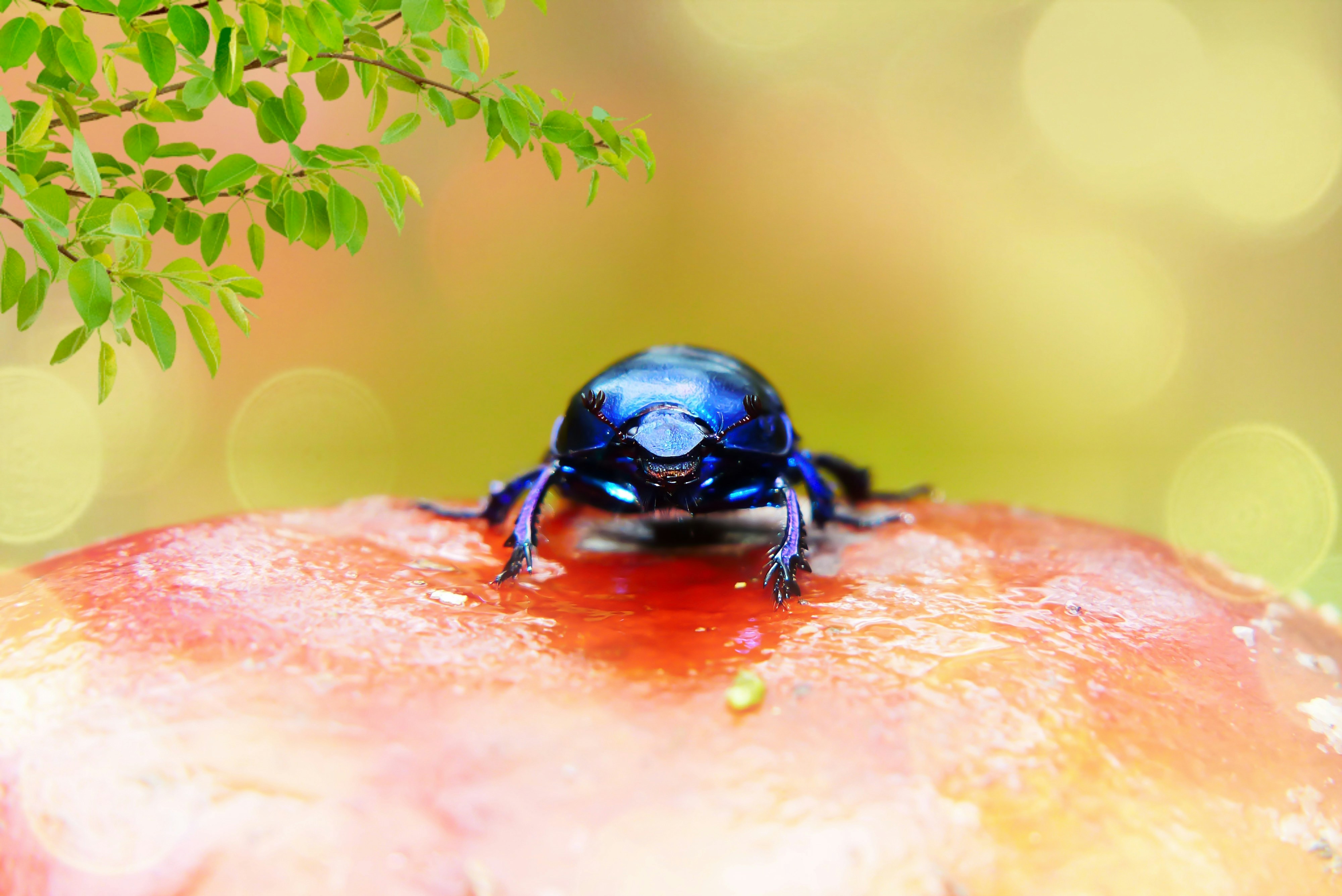 Azure Ember on a Glossy Tangerine Surface