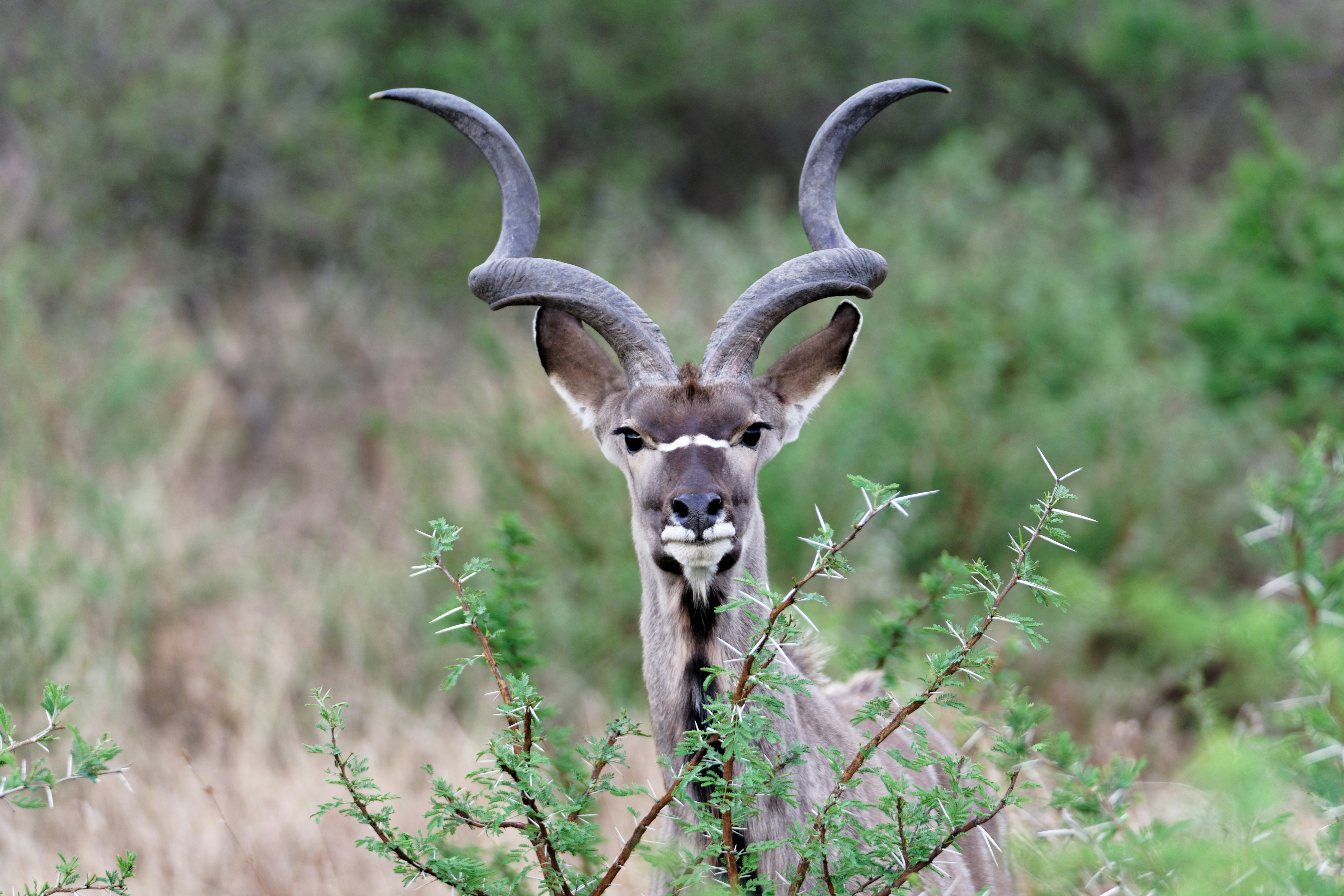 Graceful Encounter Among the Bushes