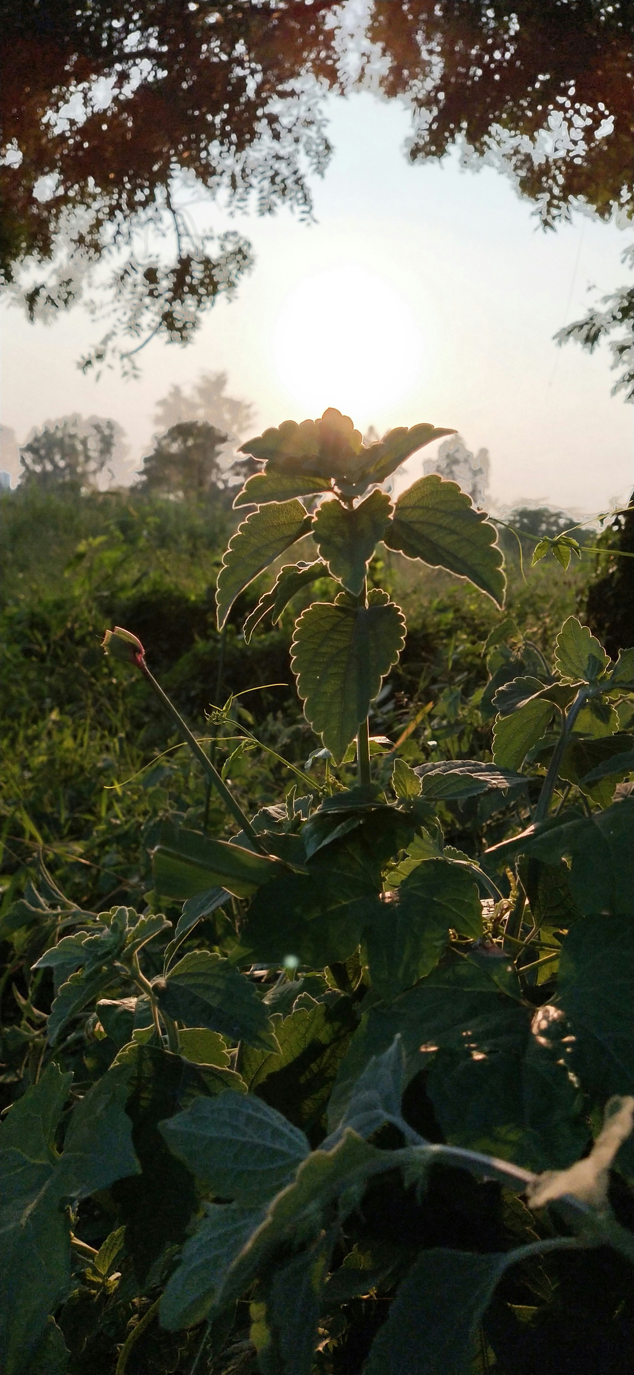 Close-up photograph of serrated leaves backlit by the sun at dawn, with a hazy field in the background.