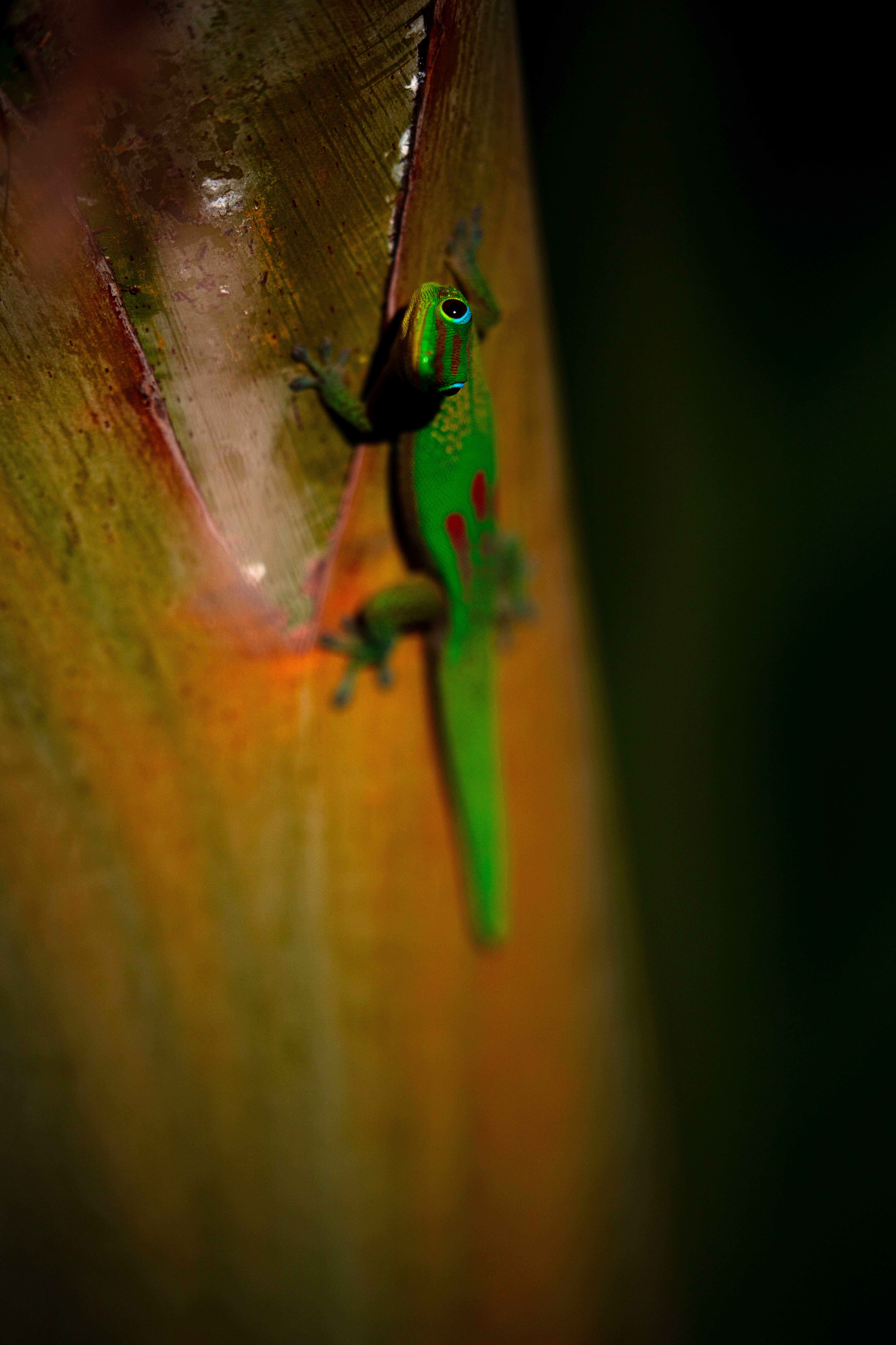green lizard