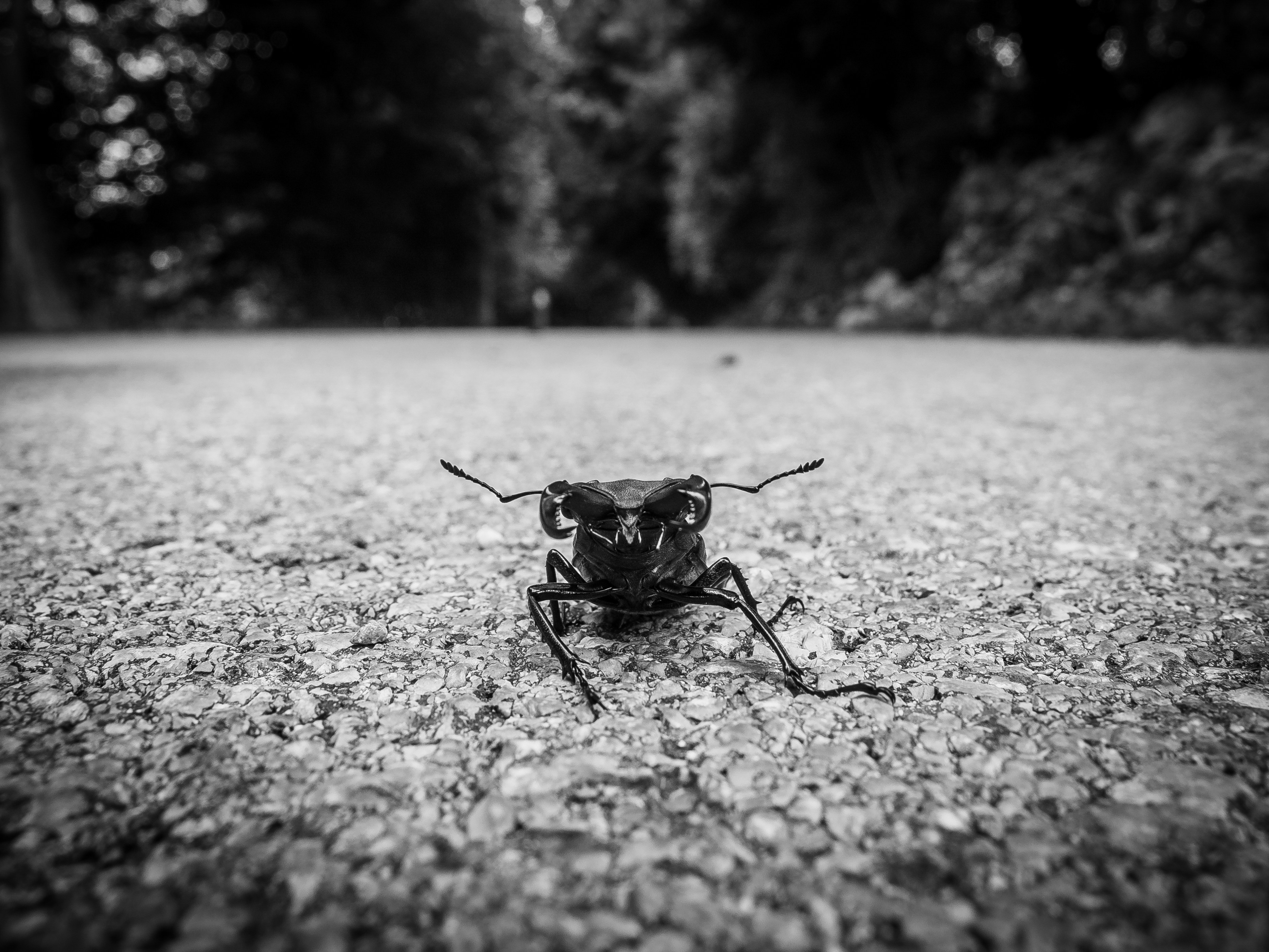 Grayscale photography of insect photo – Free Grey Image on Unsplash