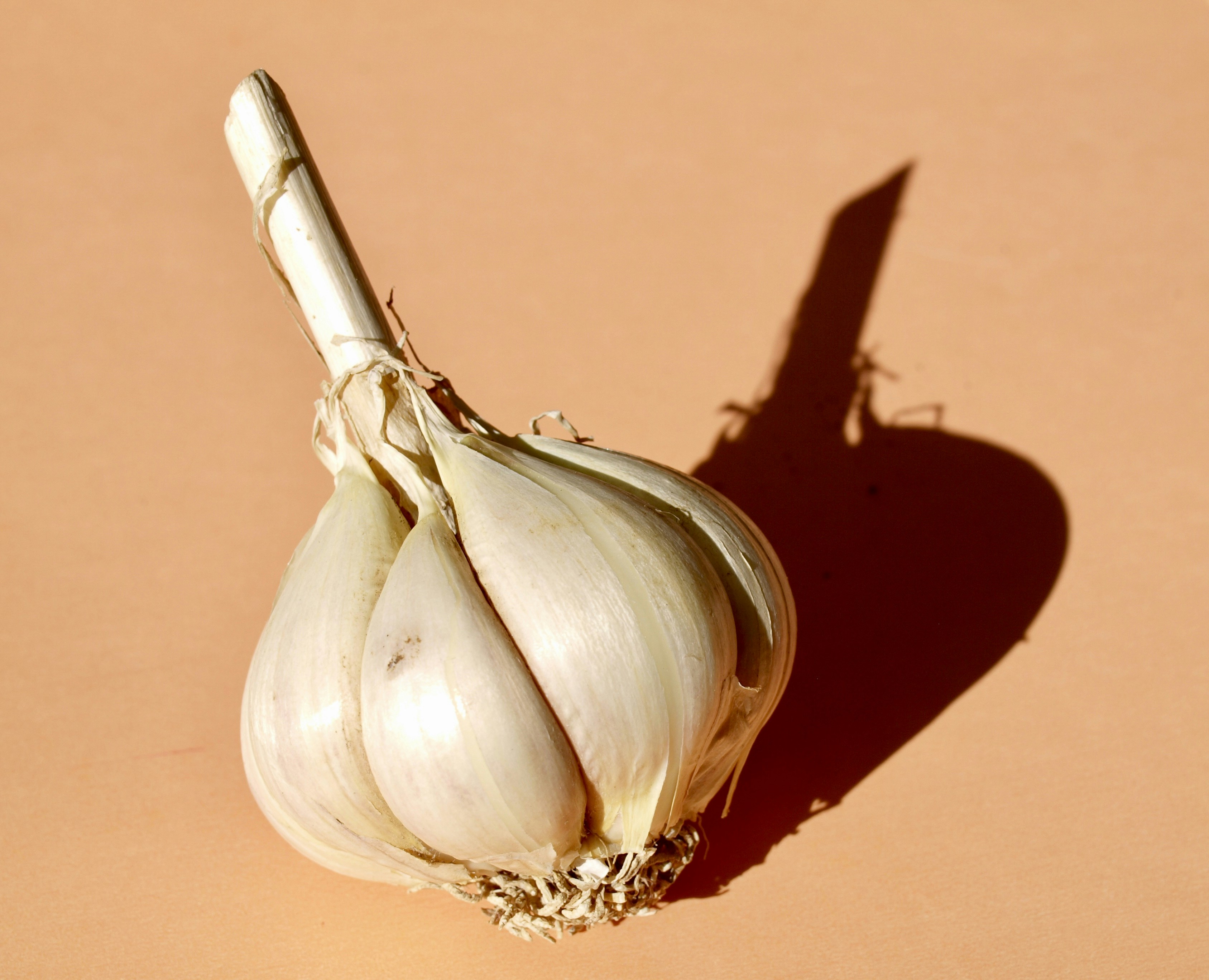 A single garlic bulb resting on a warm-toned surface, casting a distinct shadow that highlights its texture and form.
