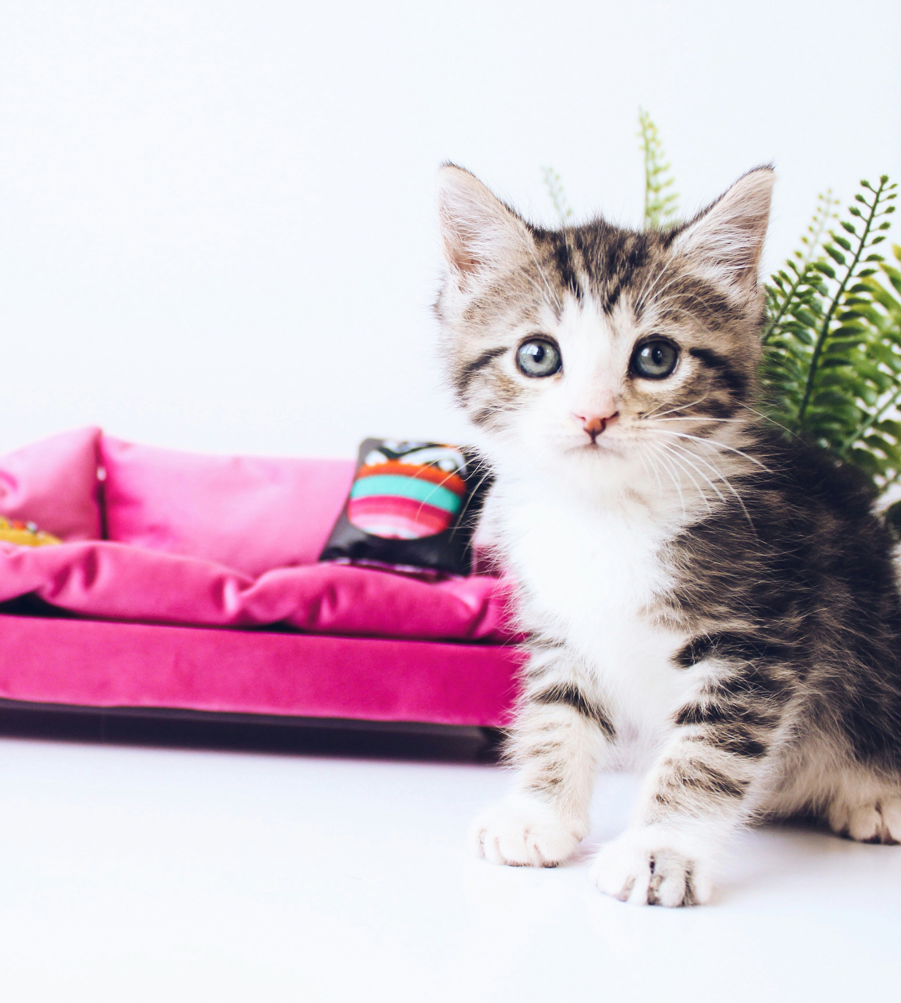 Cute Kittens Pictures | Download Free Images on Unsplash