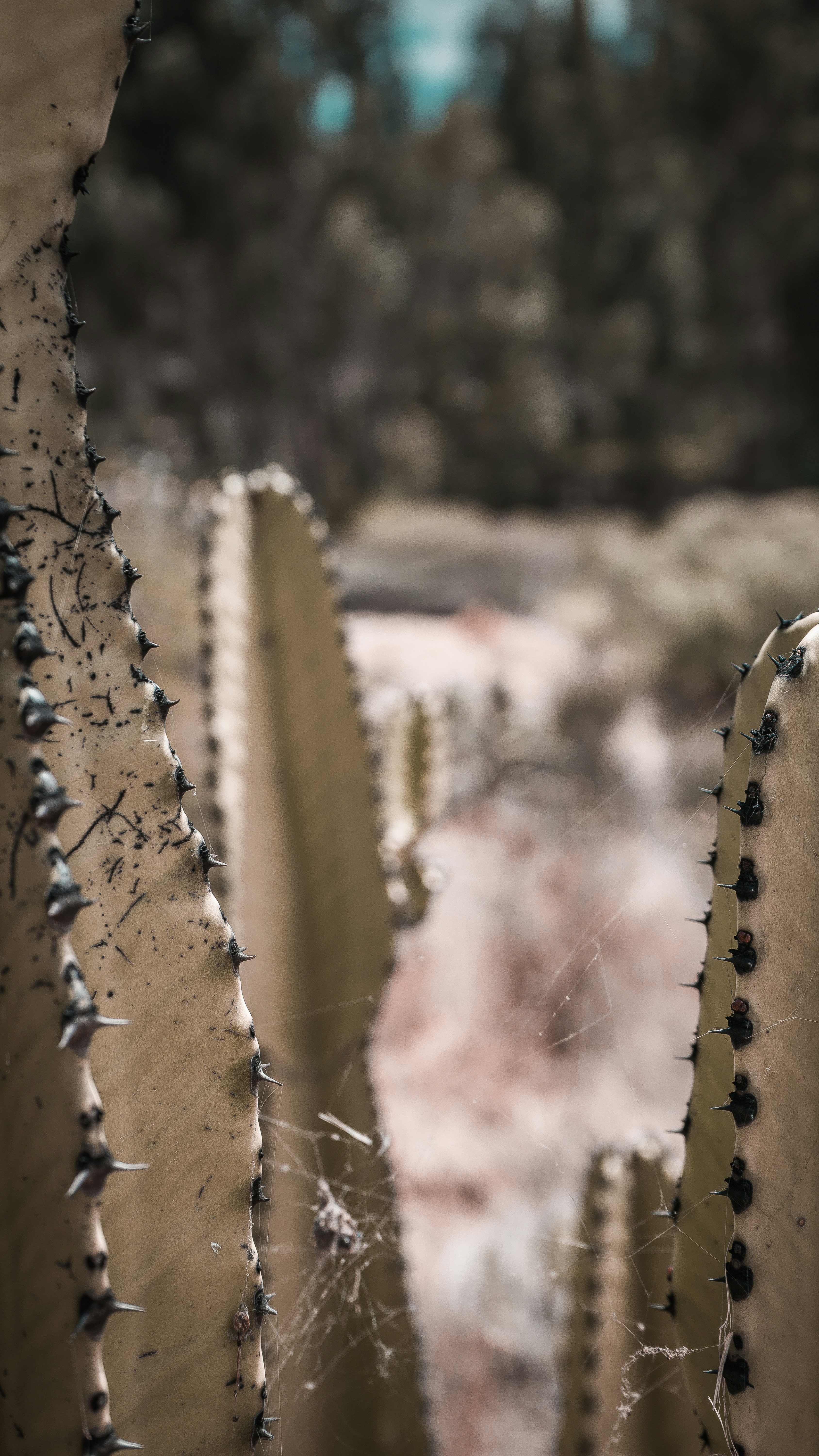 Cactus Spires in Soft Focus: Desert Portrait through Thorns