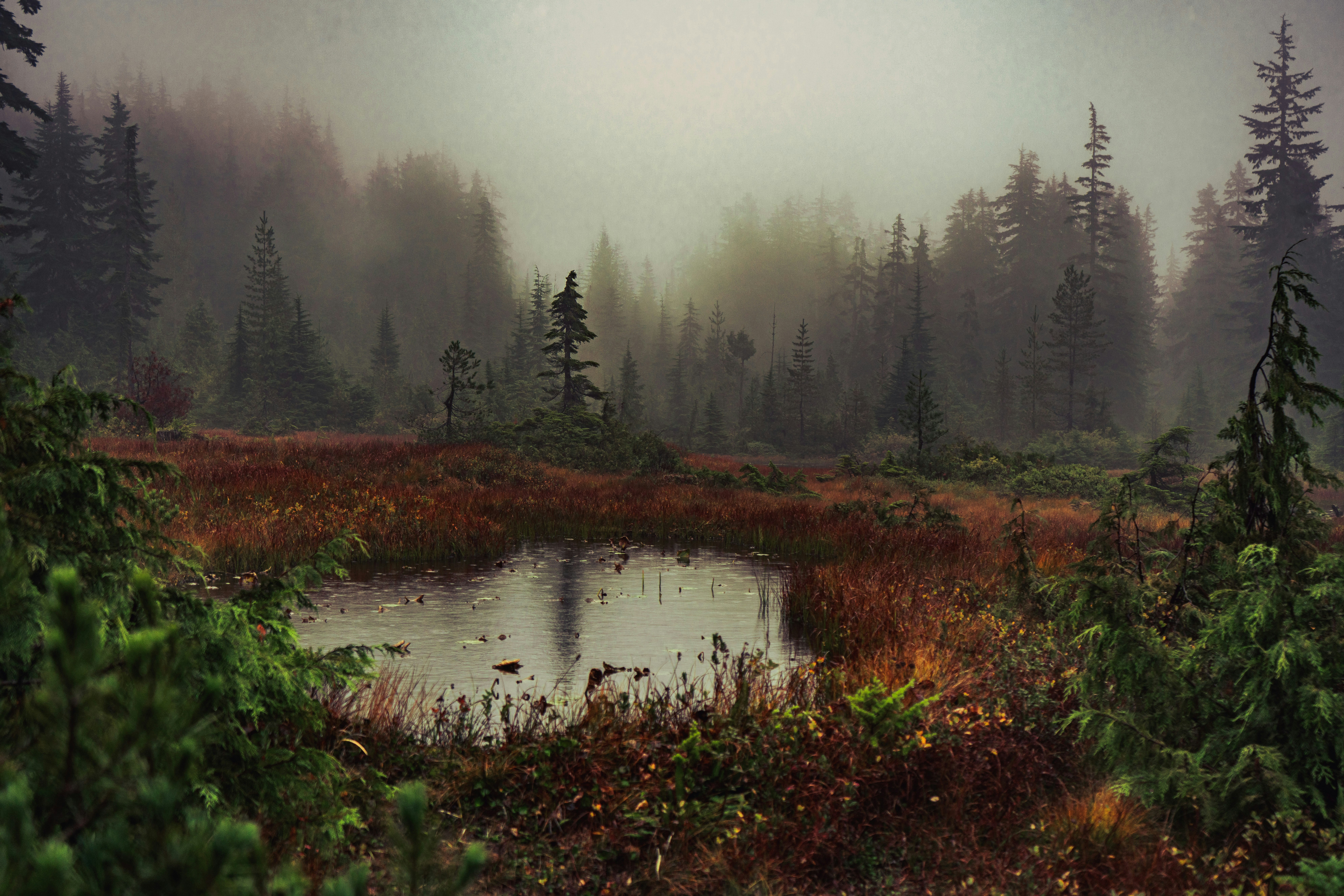 Dawn Mist over a Conifer Marsh