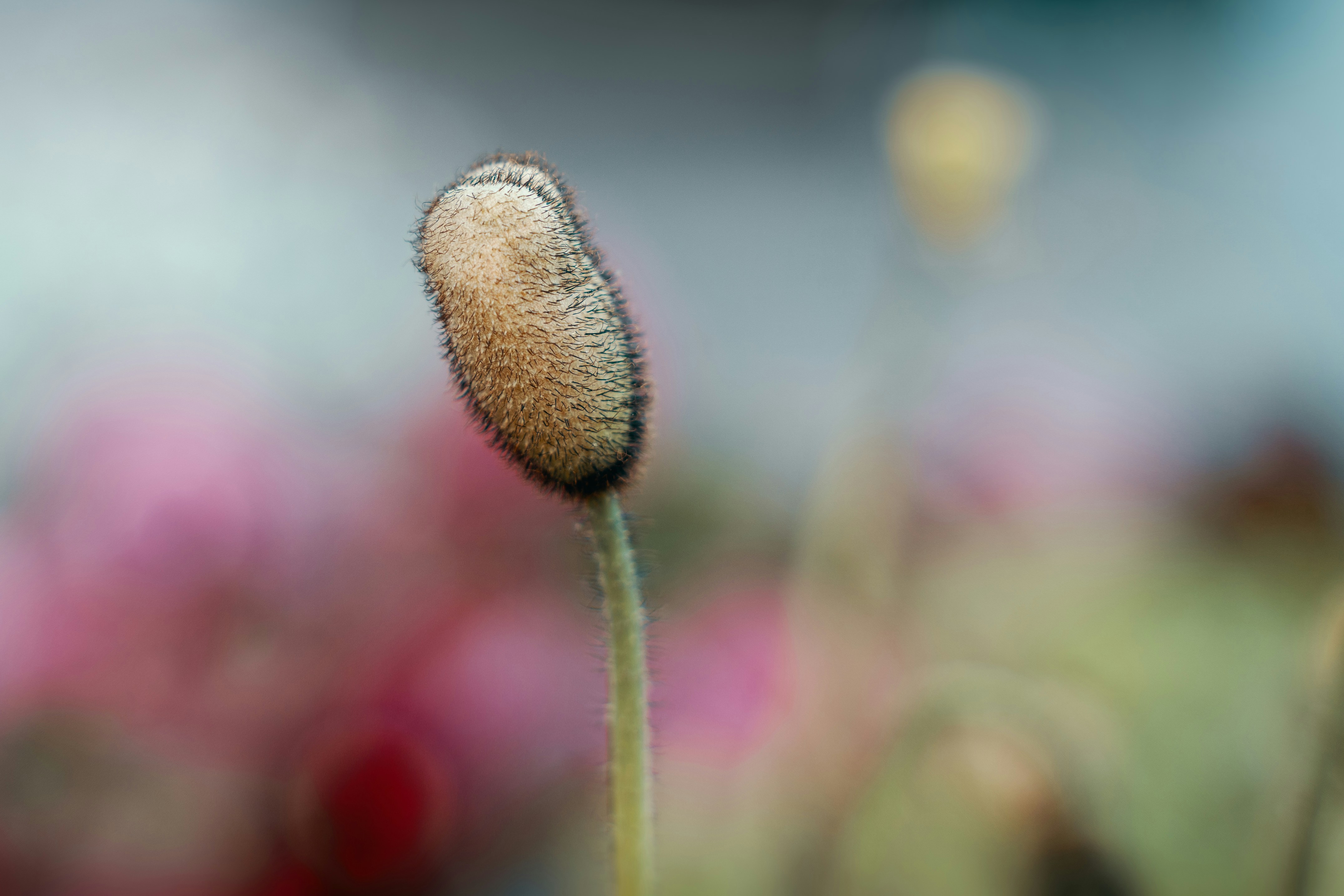 Zen | 10 best free zen, flower, australia and plant photos on Unsplash
