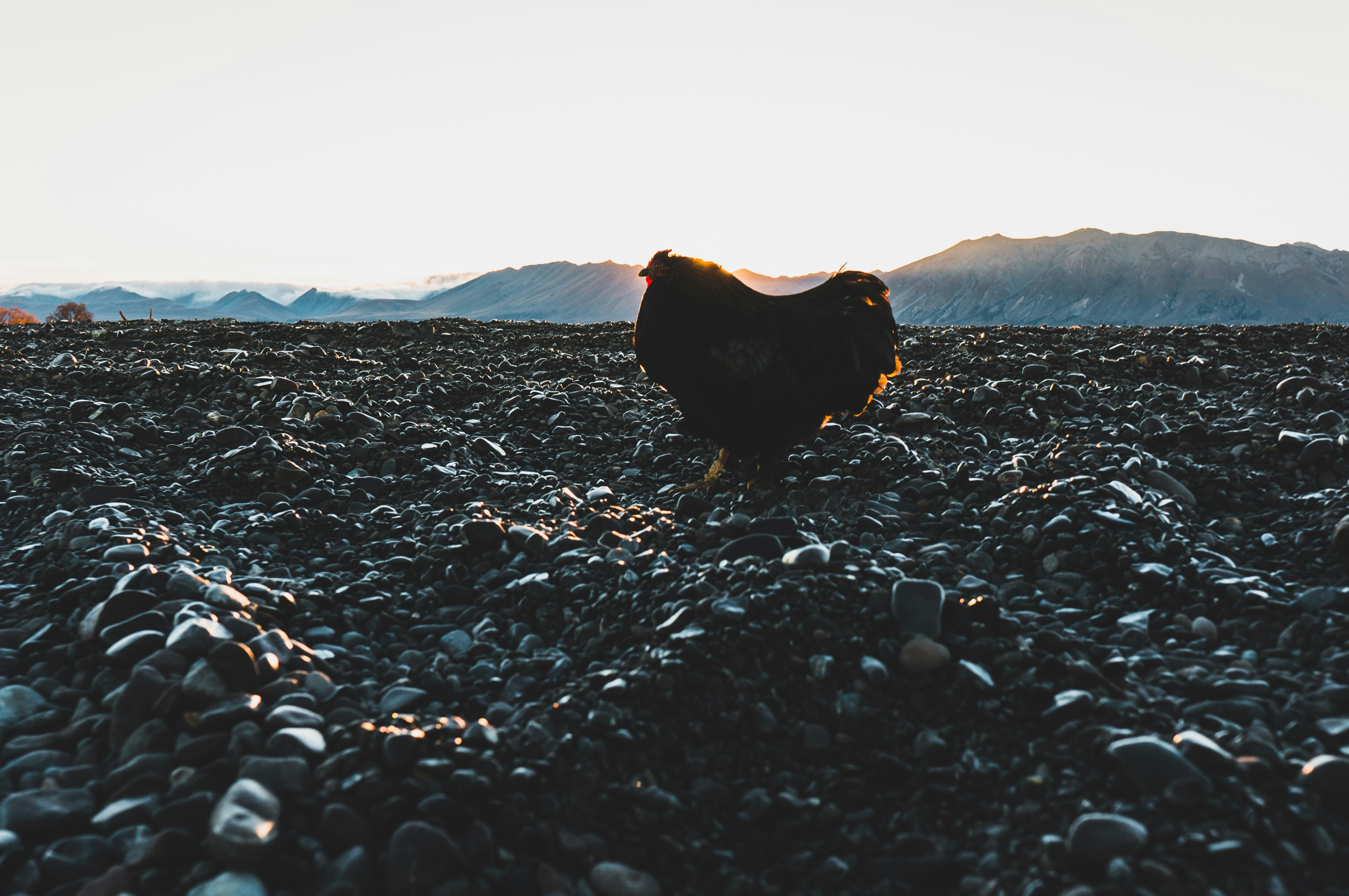 Midnight on Pebble Earth: A lone hen against a volcanic shoreline