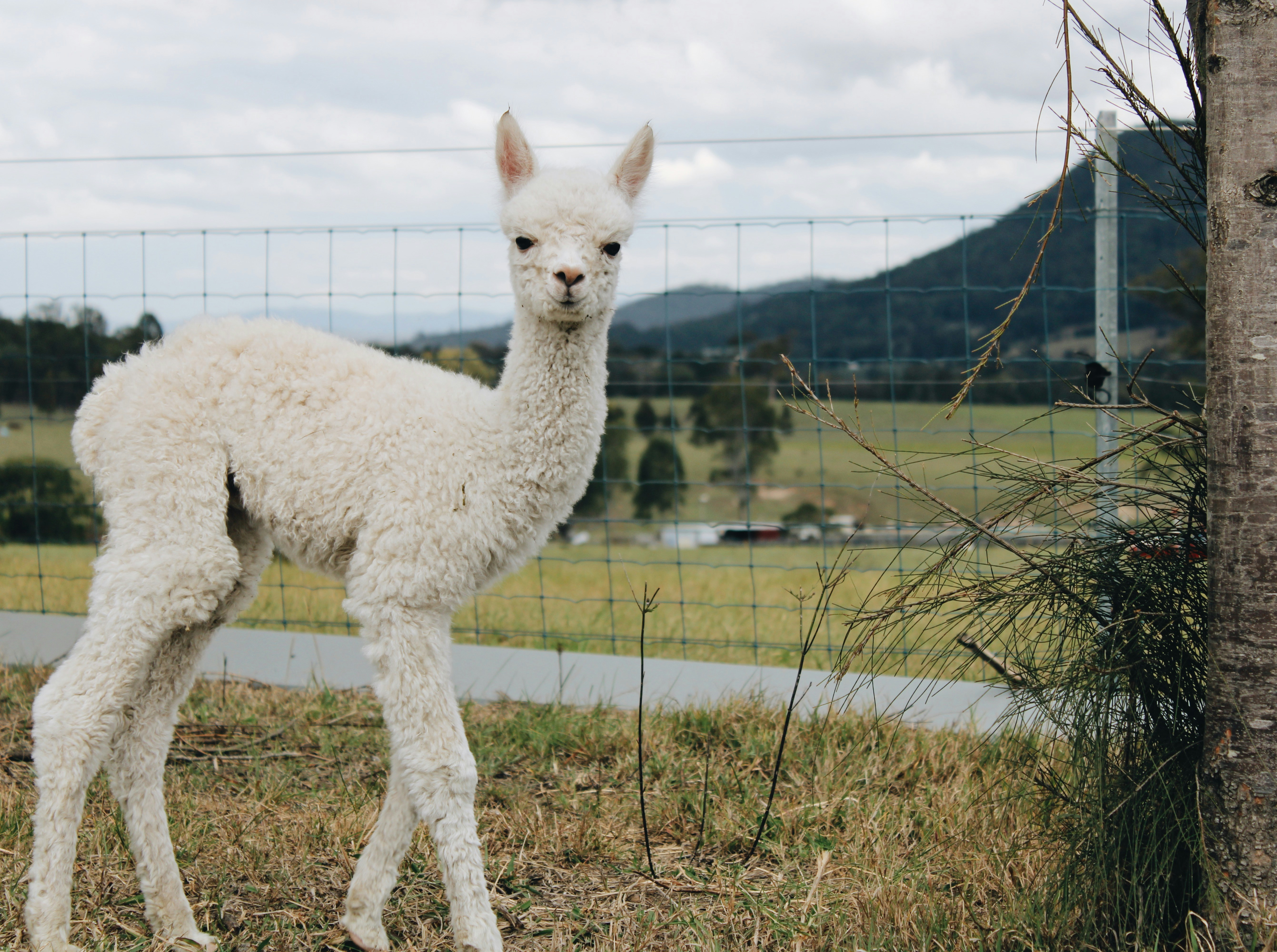 Pasture Scout: A White Alpaca Pausing by a Wire Fence Under Open Hills
