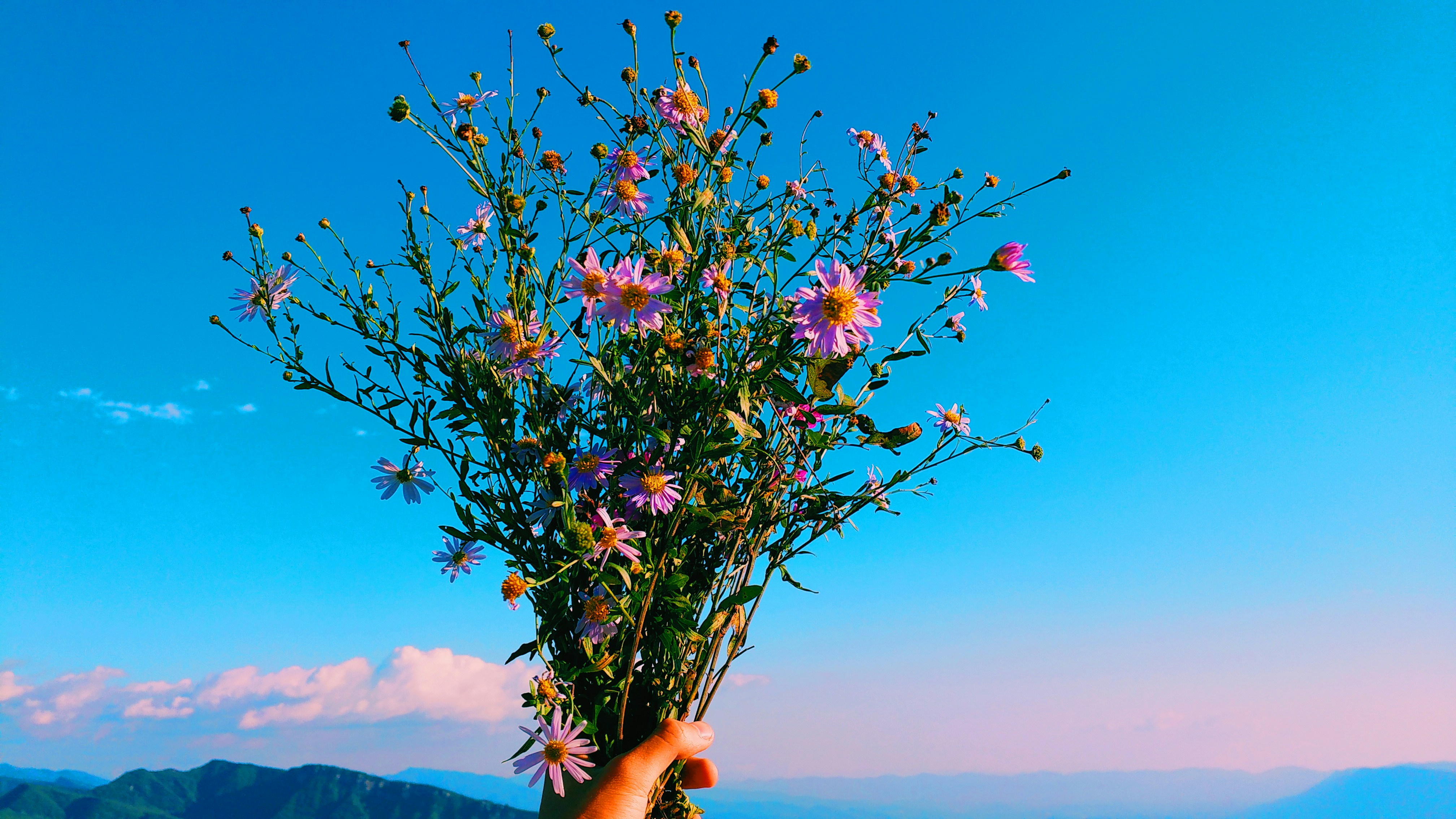 Skybound Bloom: Pink Daisies at the Edge of Dawn