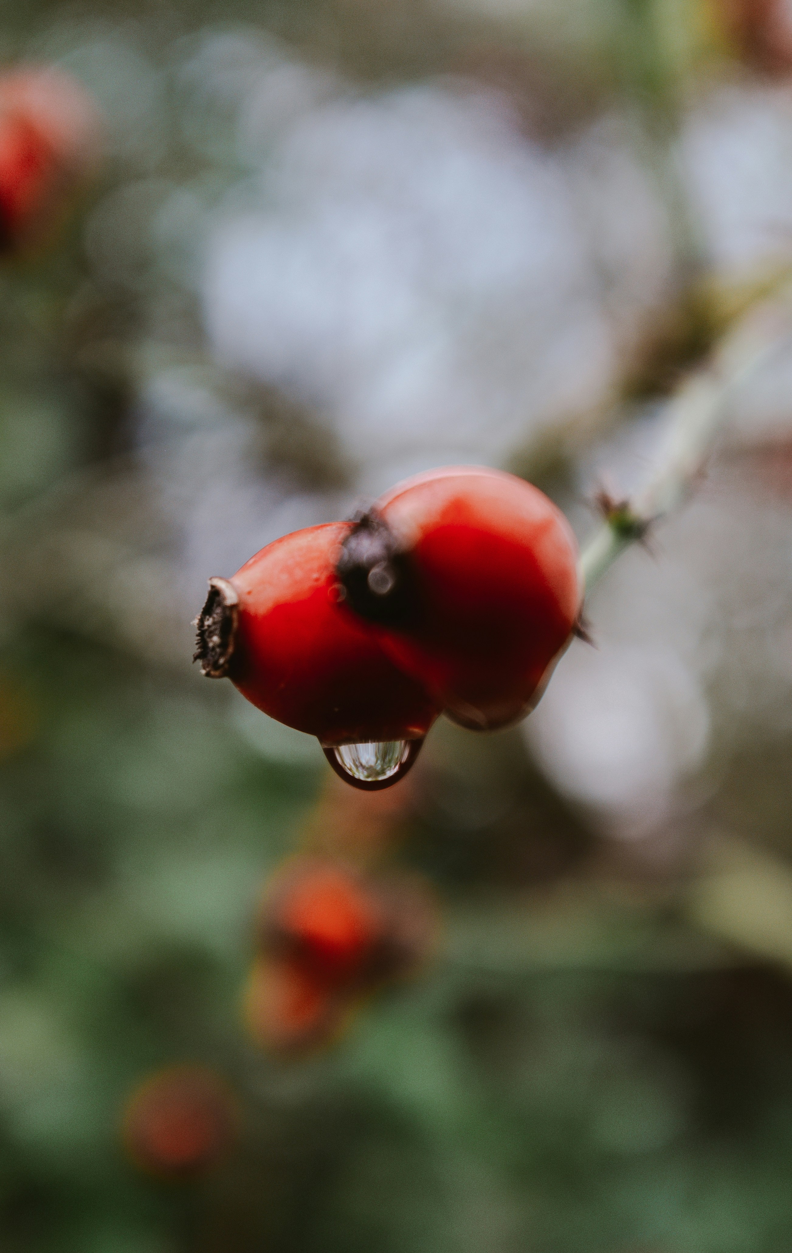 Dew-Kissed Crimson Berry on a Slender Twig