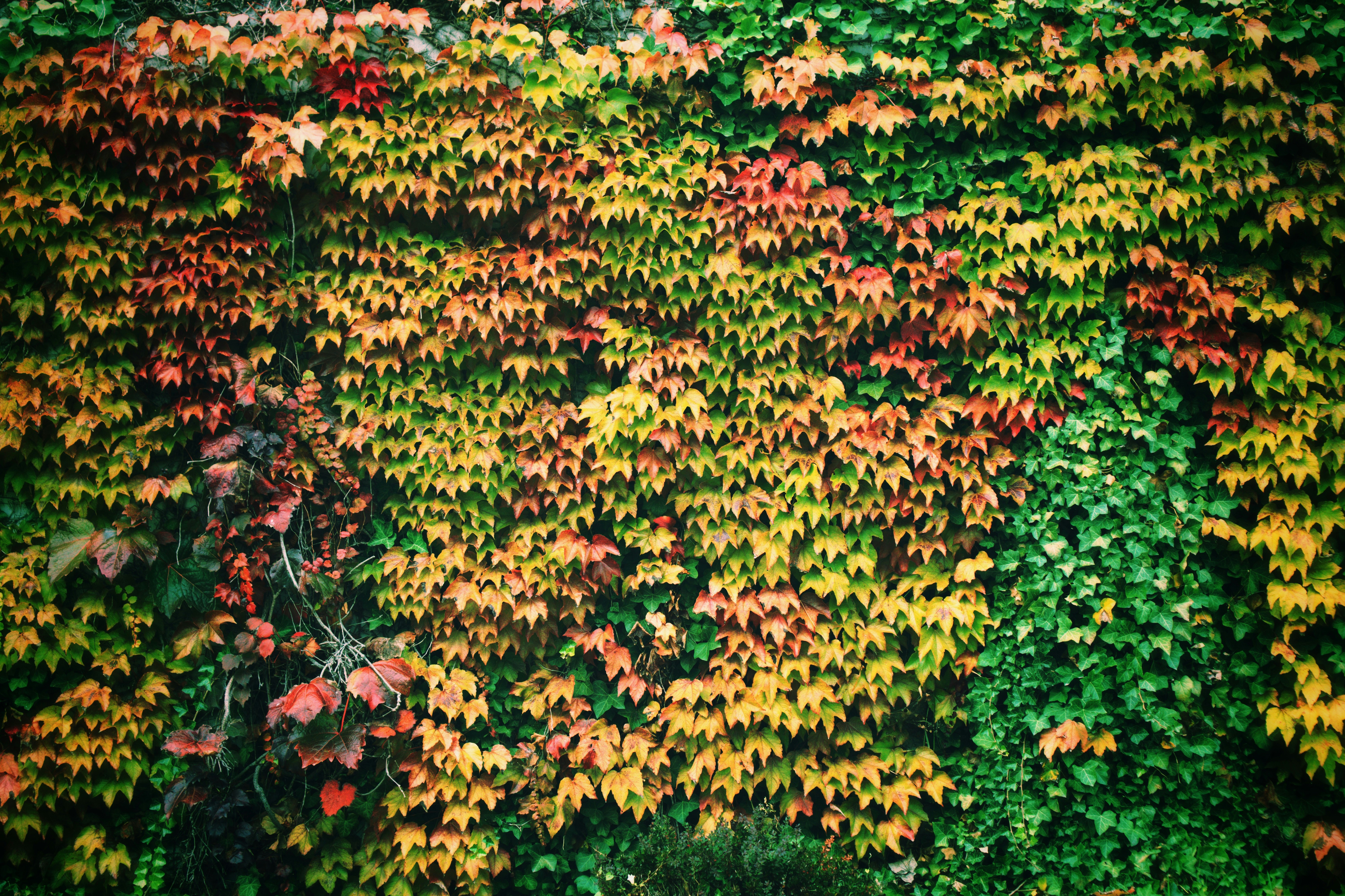 Fall is coming because all leaves become colorful in Berlin, Germany.