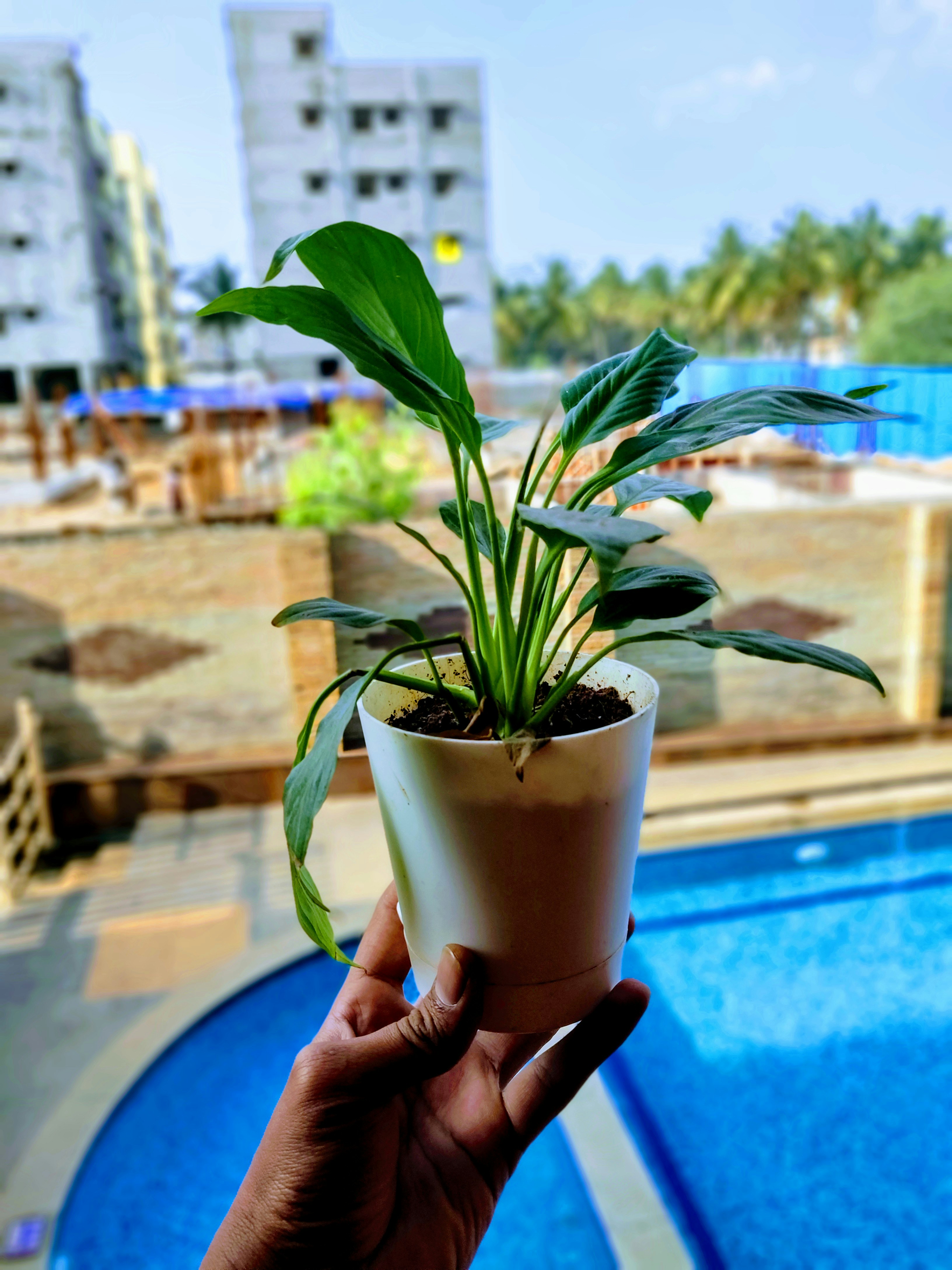 Poolside Focus: A Handheld Plant Framed by Urban Blur