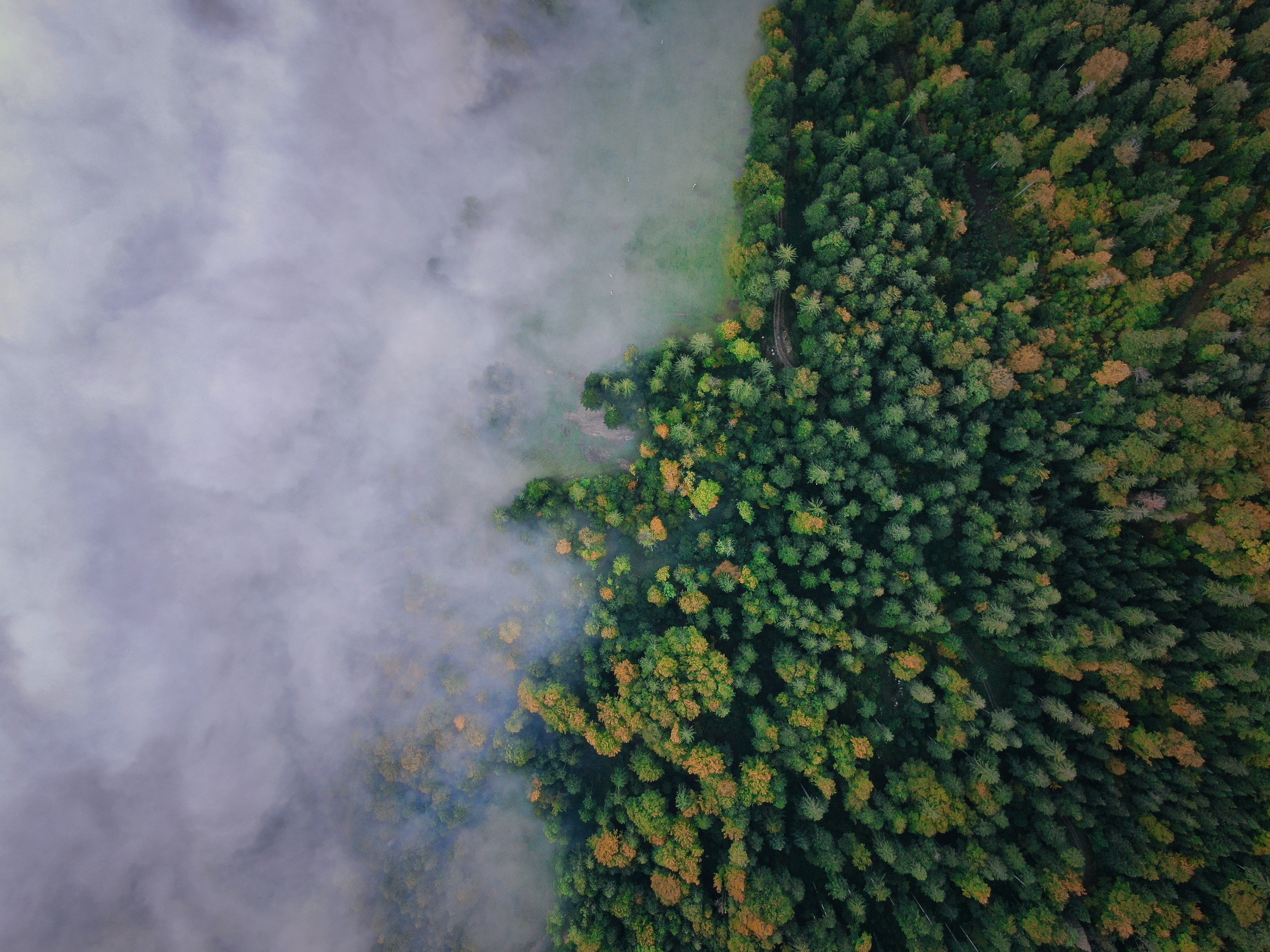 Aerial view of dense forest meeting a blanket of fog, showcasing a contrast between vibrant green treetops and soft mist.