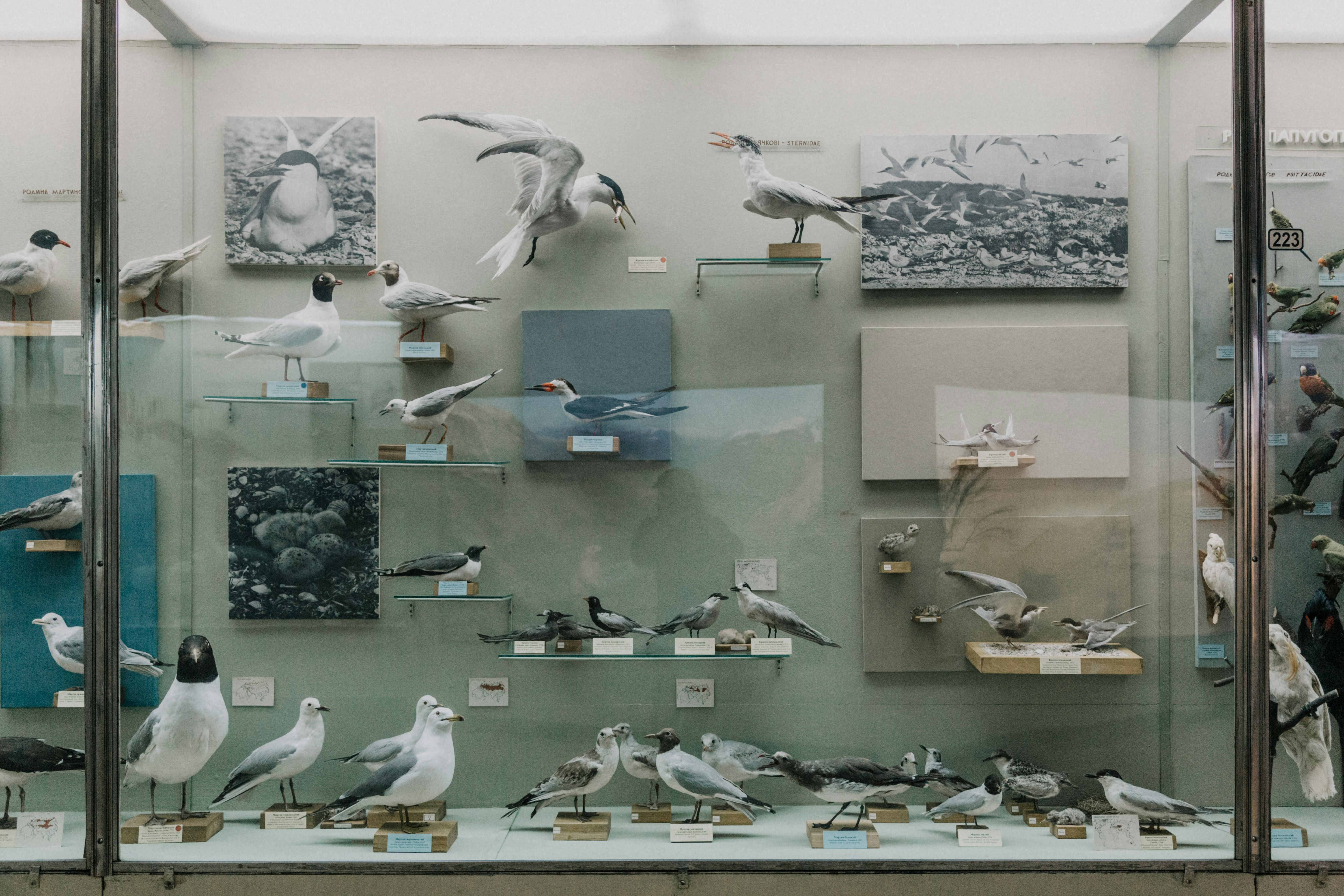Display of various bird specimens in a glass case, showcasing their unique features and habitats. Educational exhibit highlighting avian diversity.