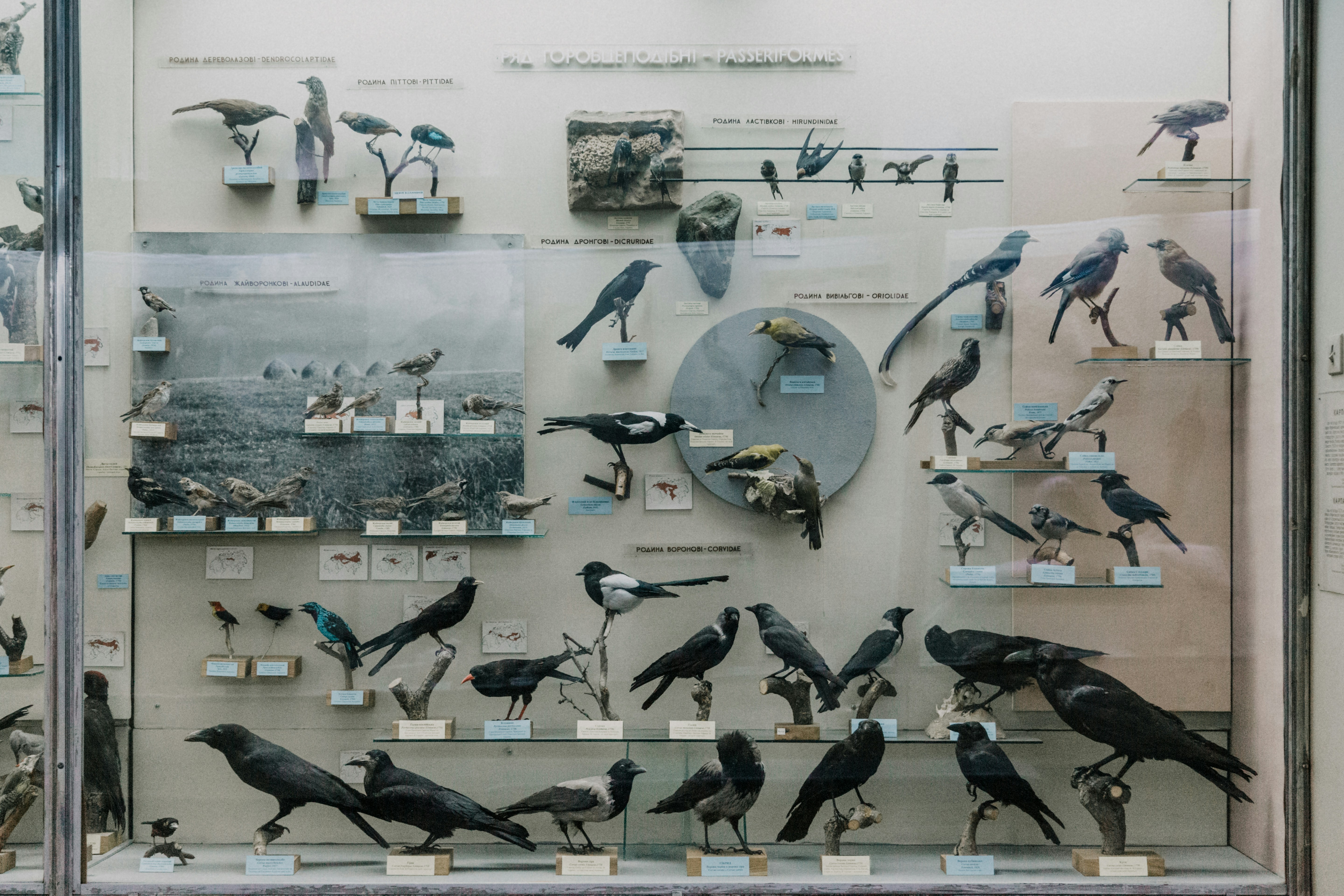 Feathers in a Glass Case: A Museum Bird Display