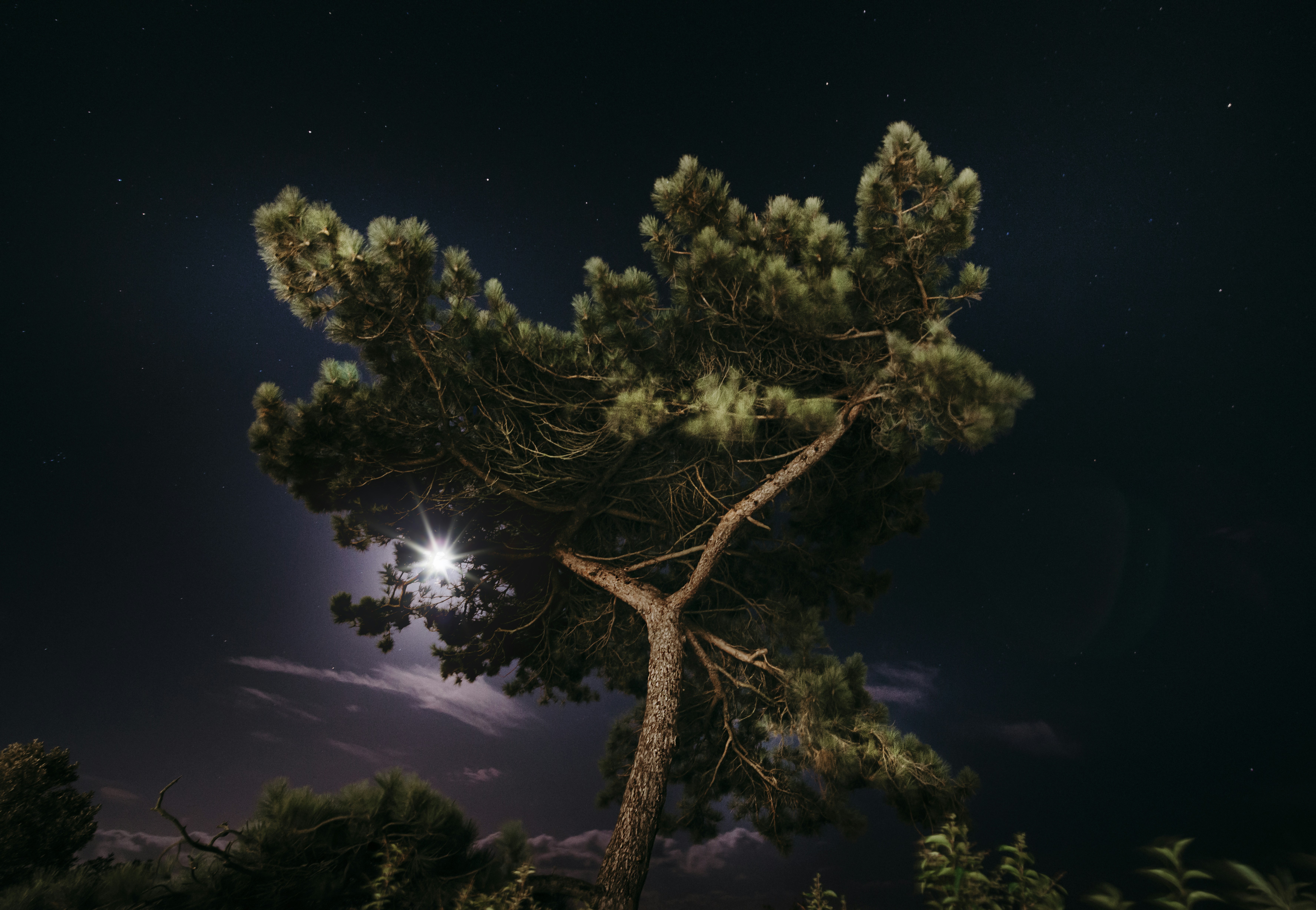 A tall pine leans toward the night sky, bathed in moonlight with a backdrop of stars and faint clouds, capturing a serene nocturnal landscape.