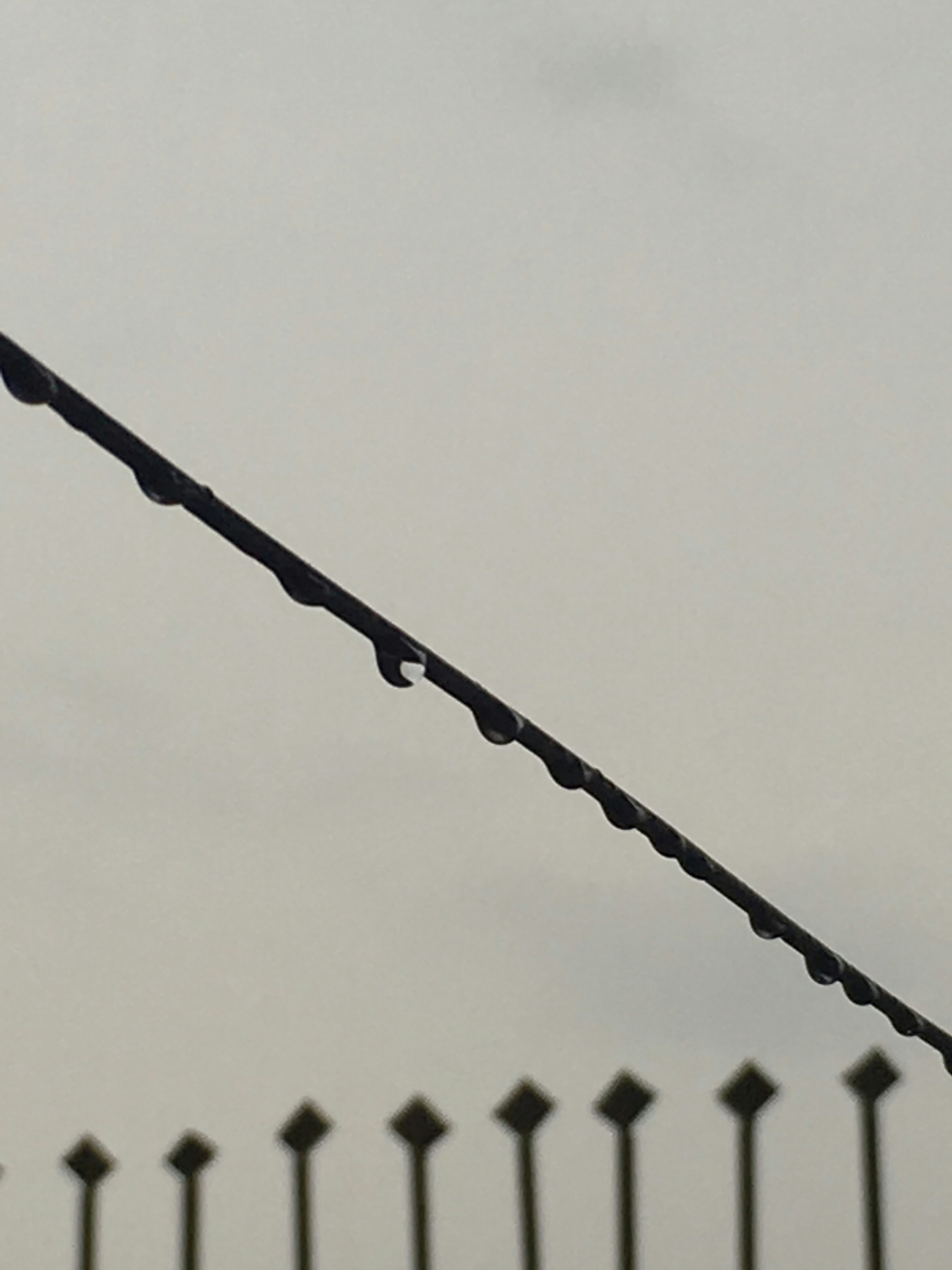 A bird is perched on top of a wire photo – Free Black Image on Unsplash