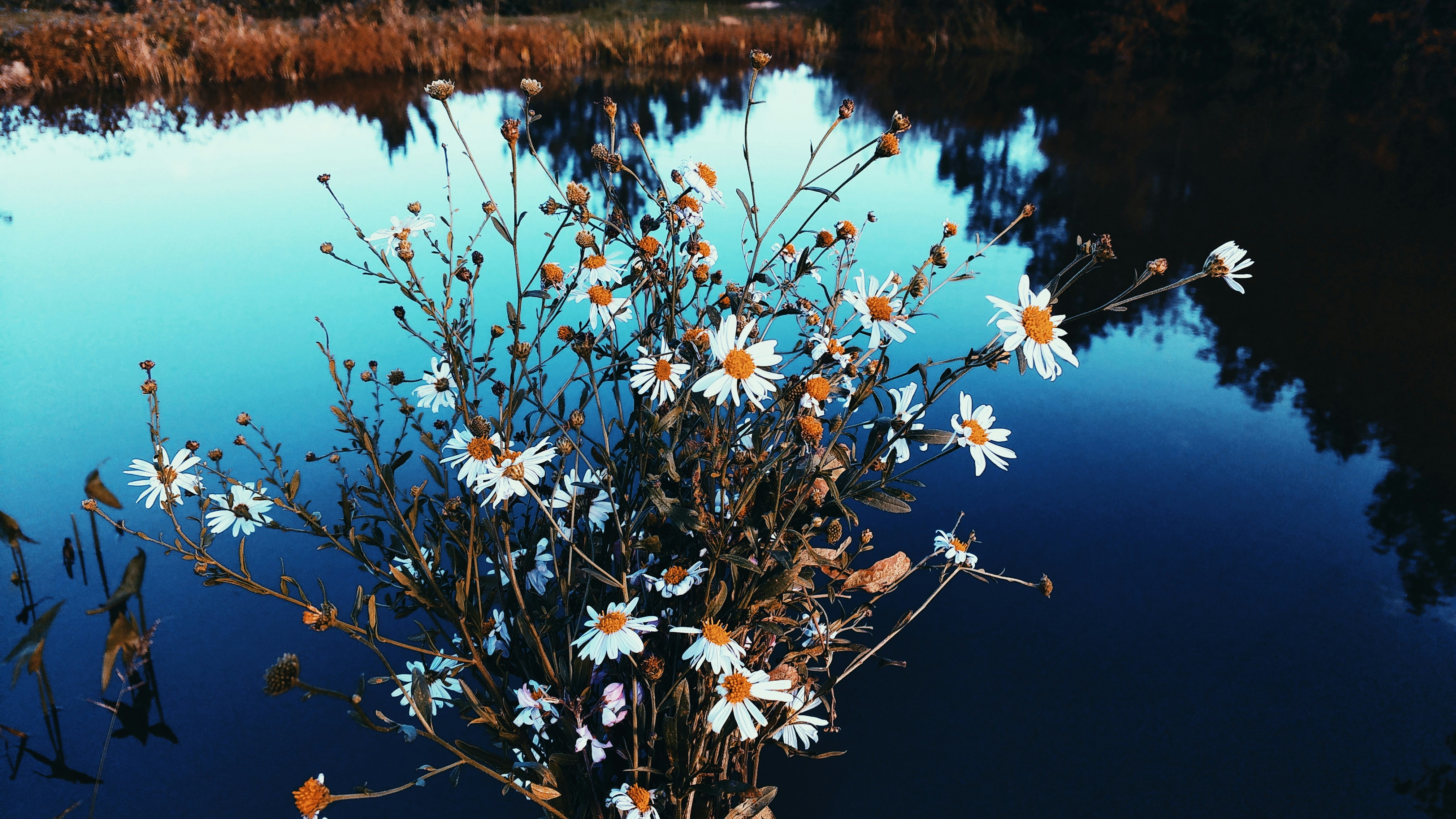 Daisies on a Quiet Lake Edge