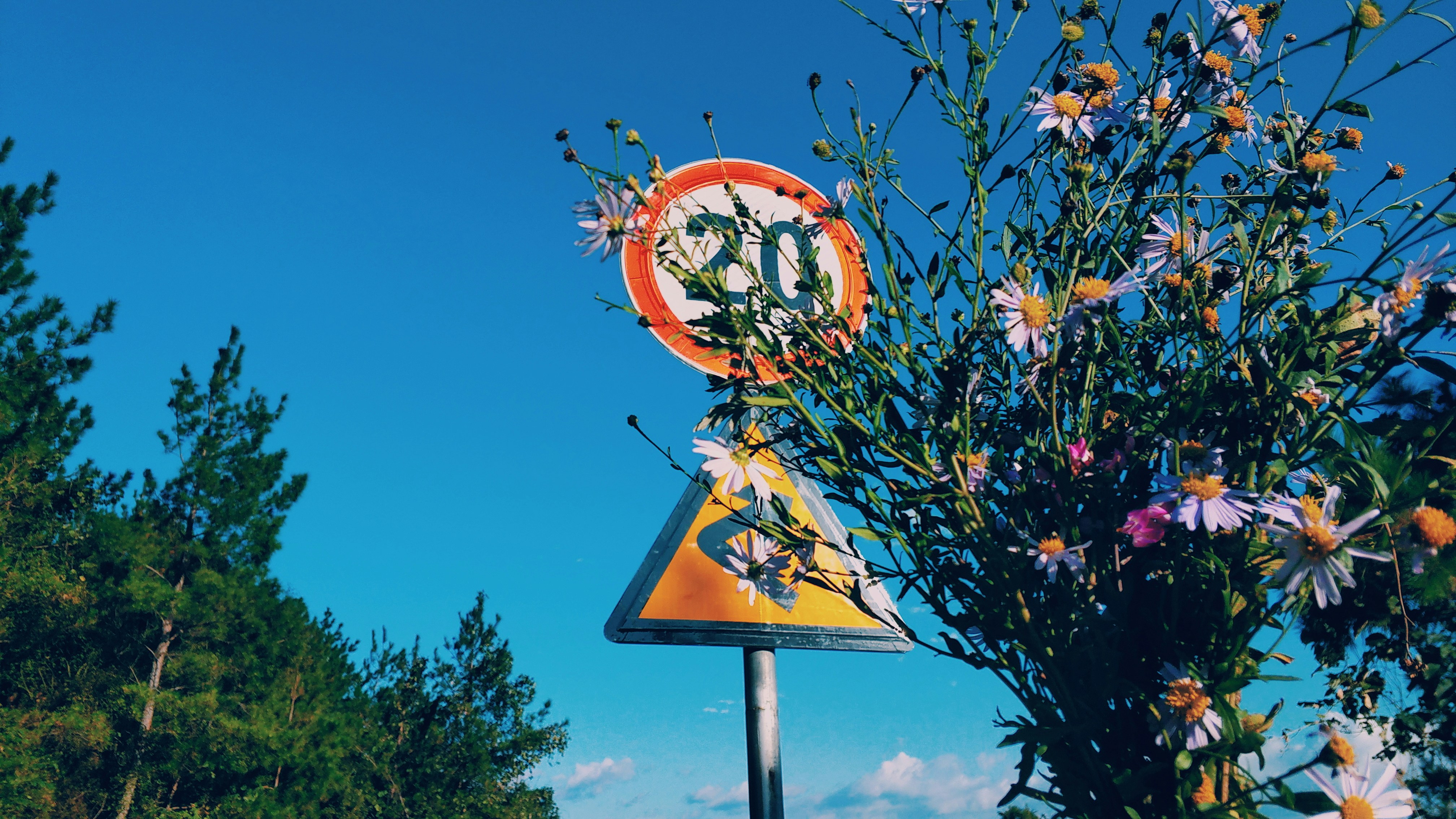 A vibrant cluster of wildflowers frames a road sign indicating a speed limit of 20, set against a clear blue sky. The juxtaposition of nature and traffic regulation highlights the harmony between the two.